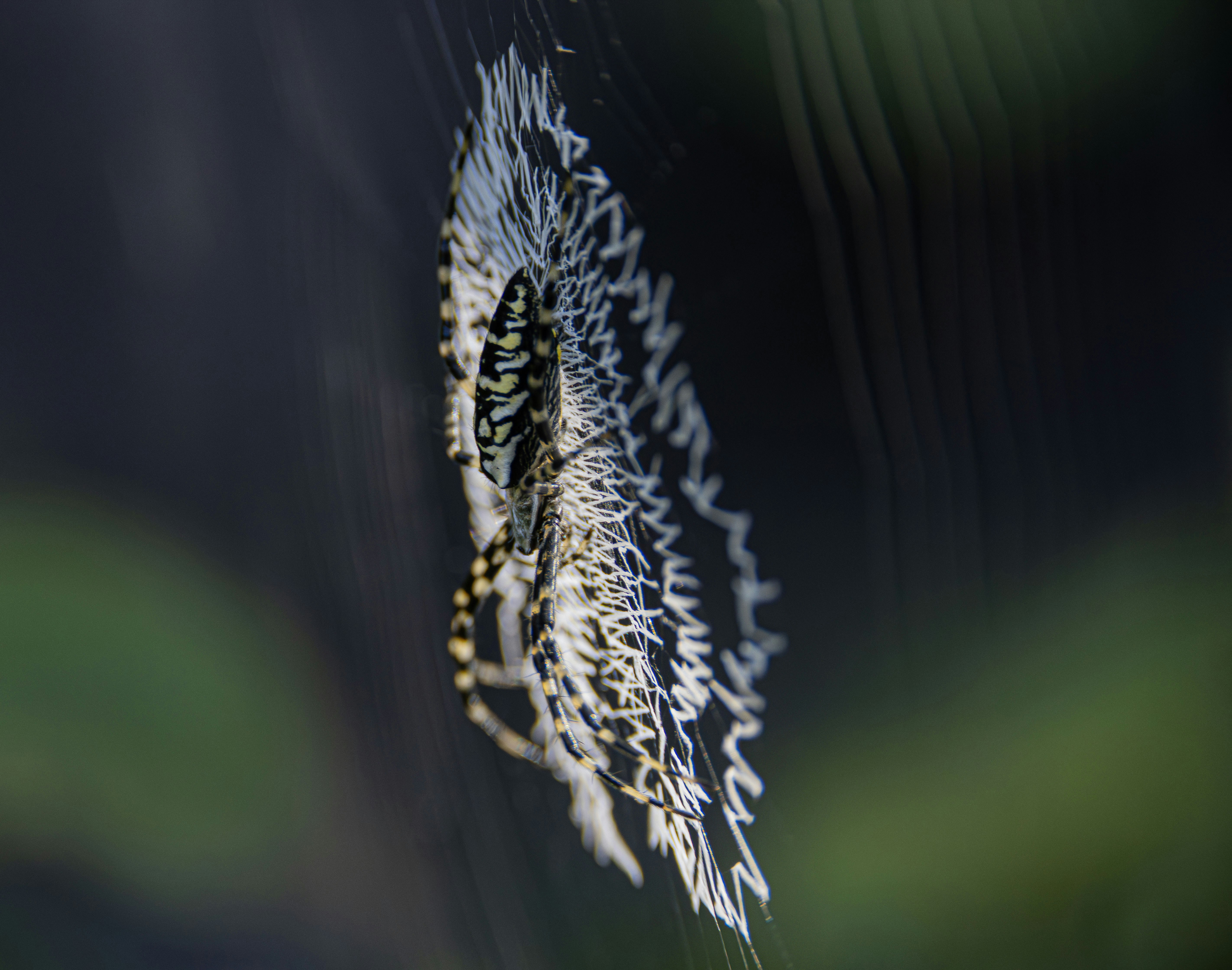 Web Weaver's Masterpiece