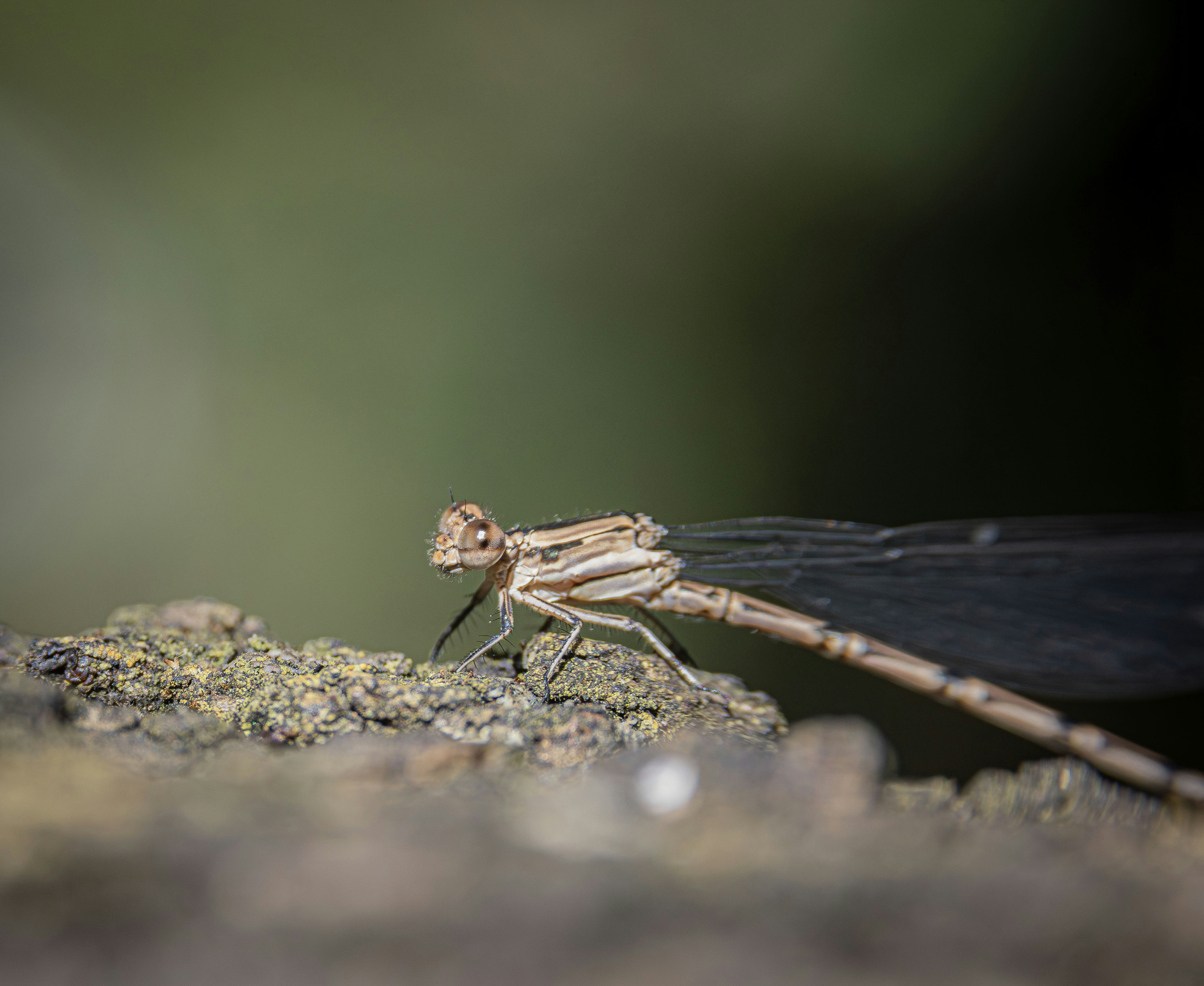 The Delicate Dancer: A Dragonfly's Poised Moment