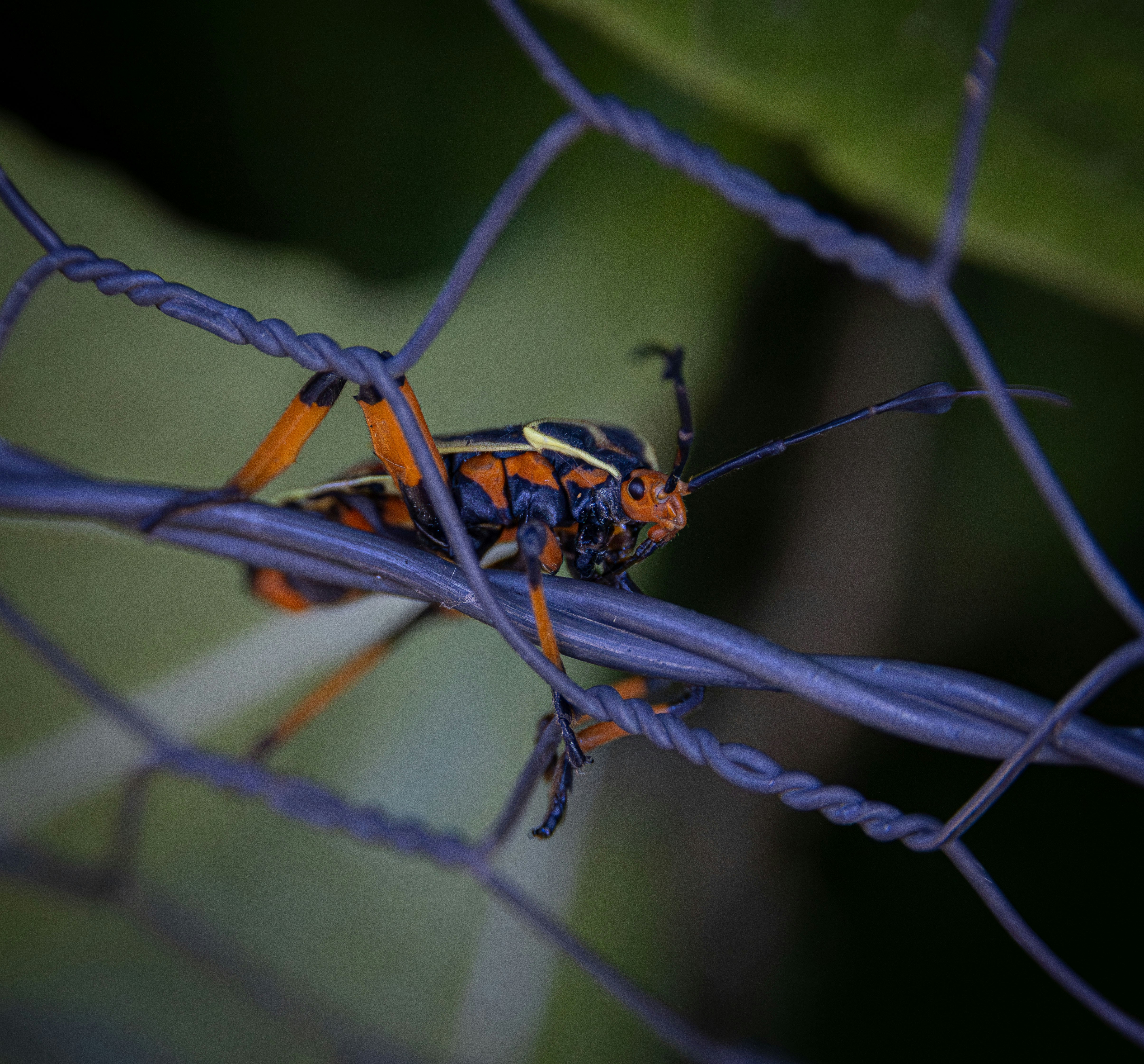 Crimson Wasp Perched on Barbed Wire: a tense close-up