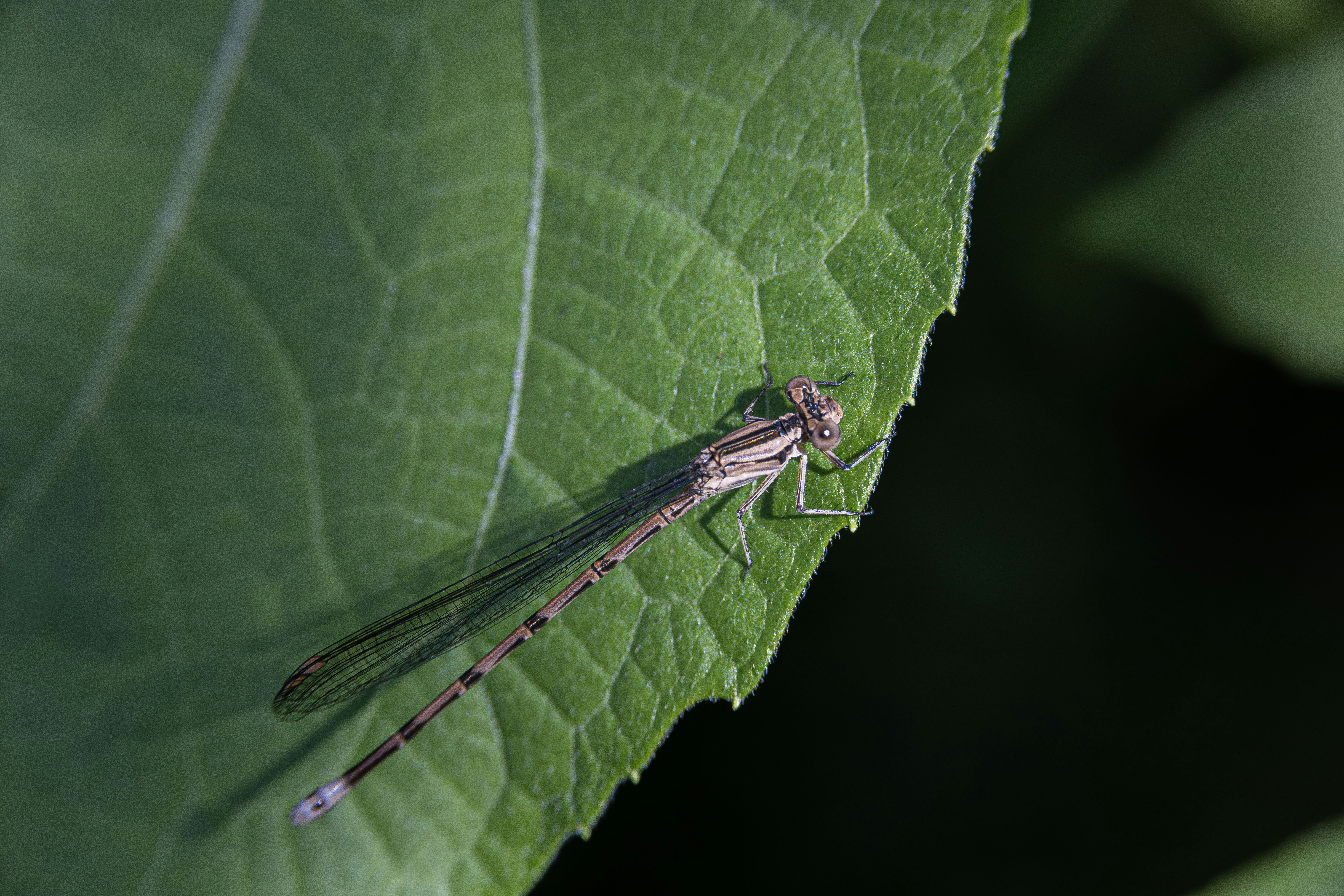Nature's Delicate Acrobat: The Dragonfly's Perch