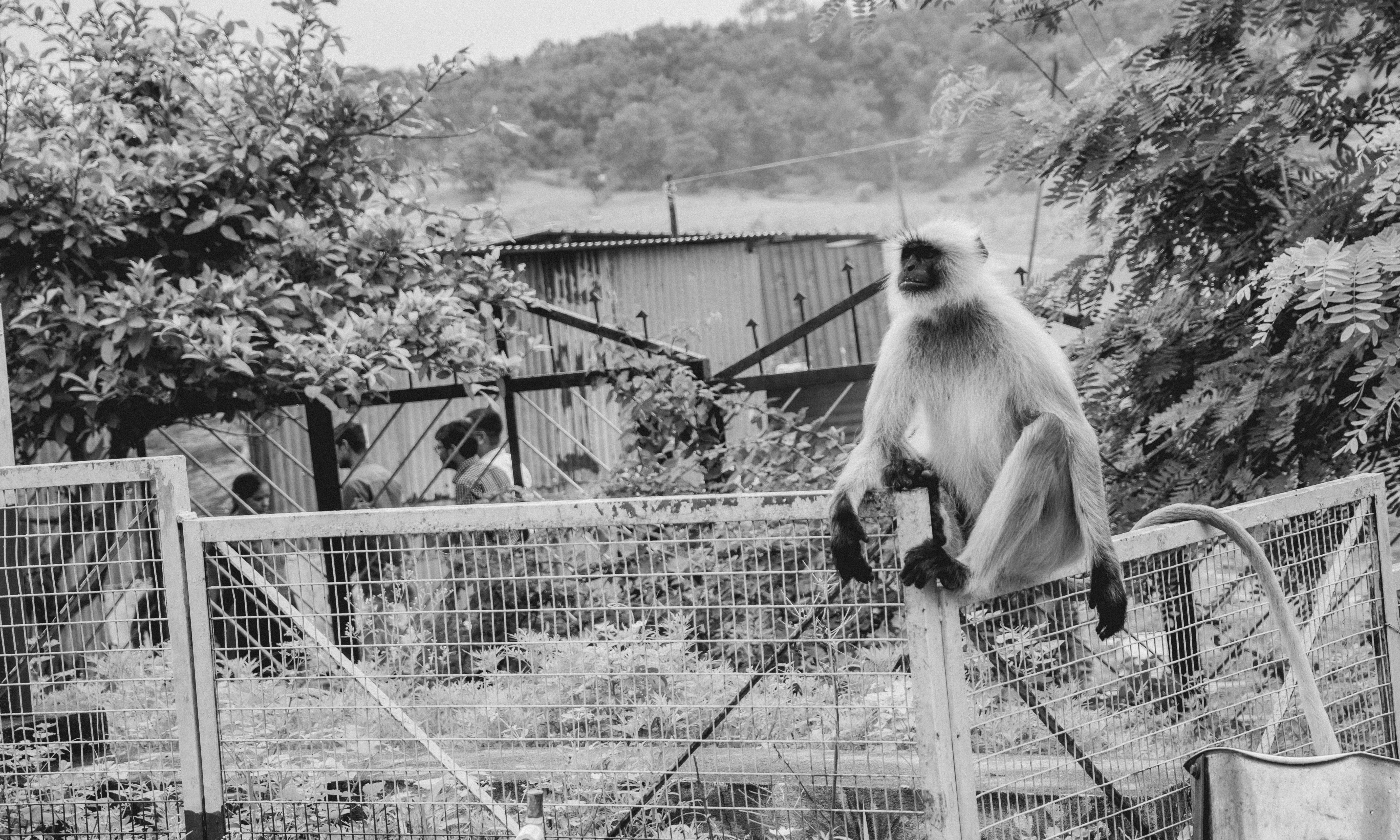 Monk on the Wire: A Curious Primates Stance over a Rural Fence