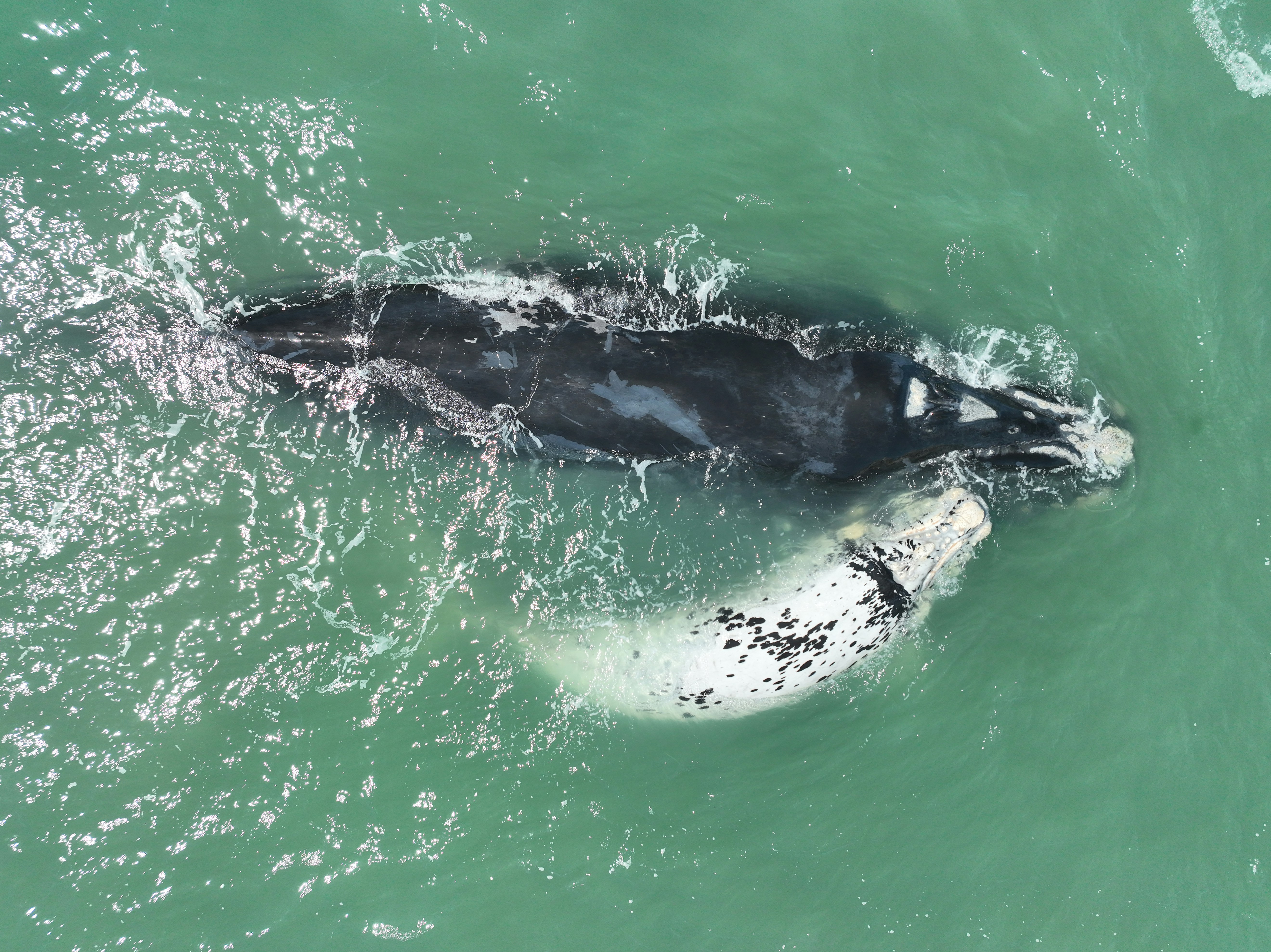 Two whales swimming gracefully in turquoise waters, showcasing their immense size and beauty as they interact with each other.