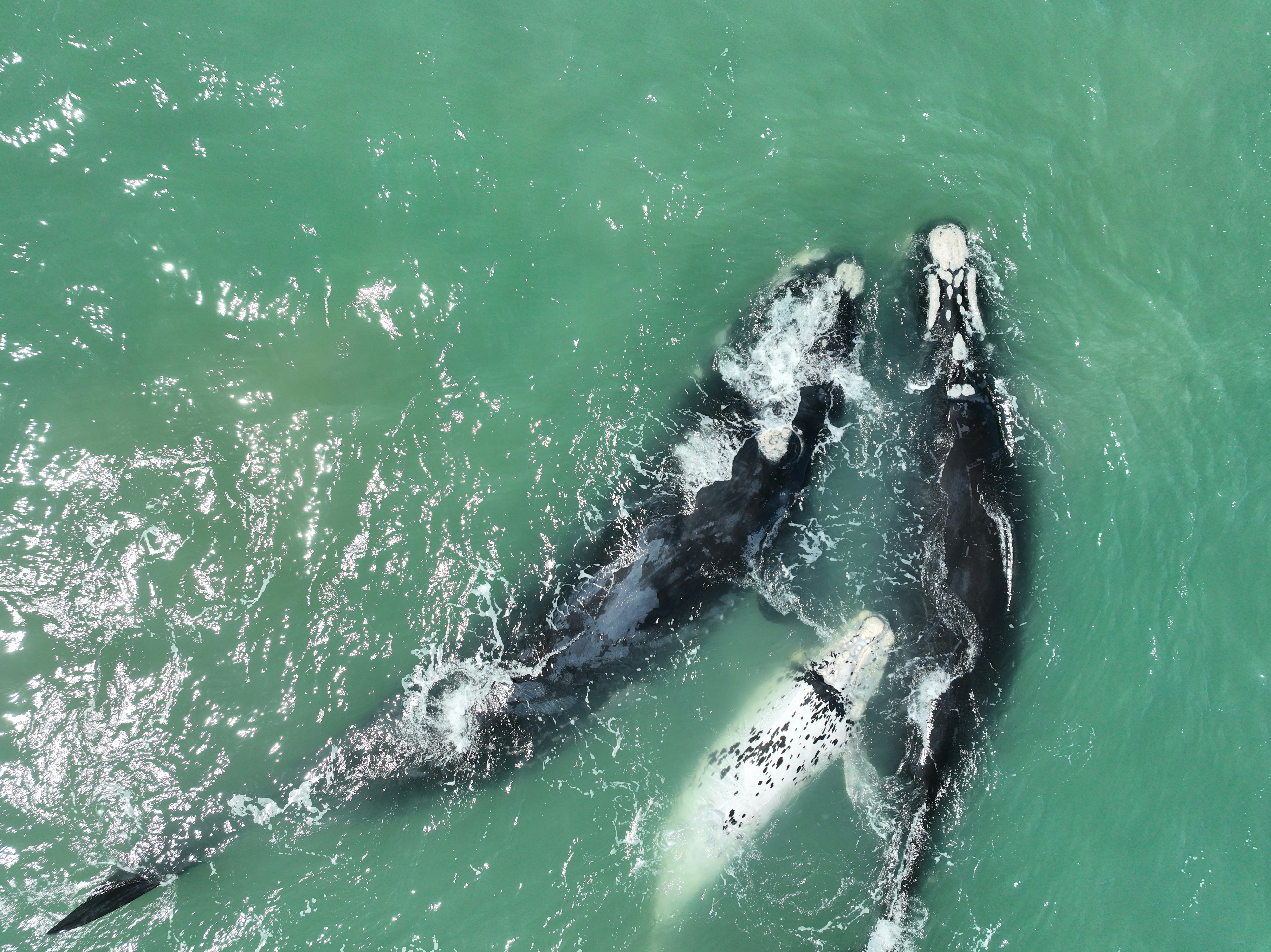 Three North Atlantic right whales swimming closely together in turquoise waters, showcasing their unique patterns and behaviors.