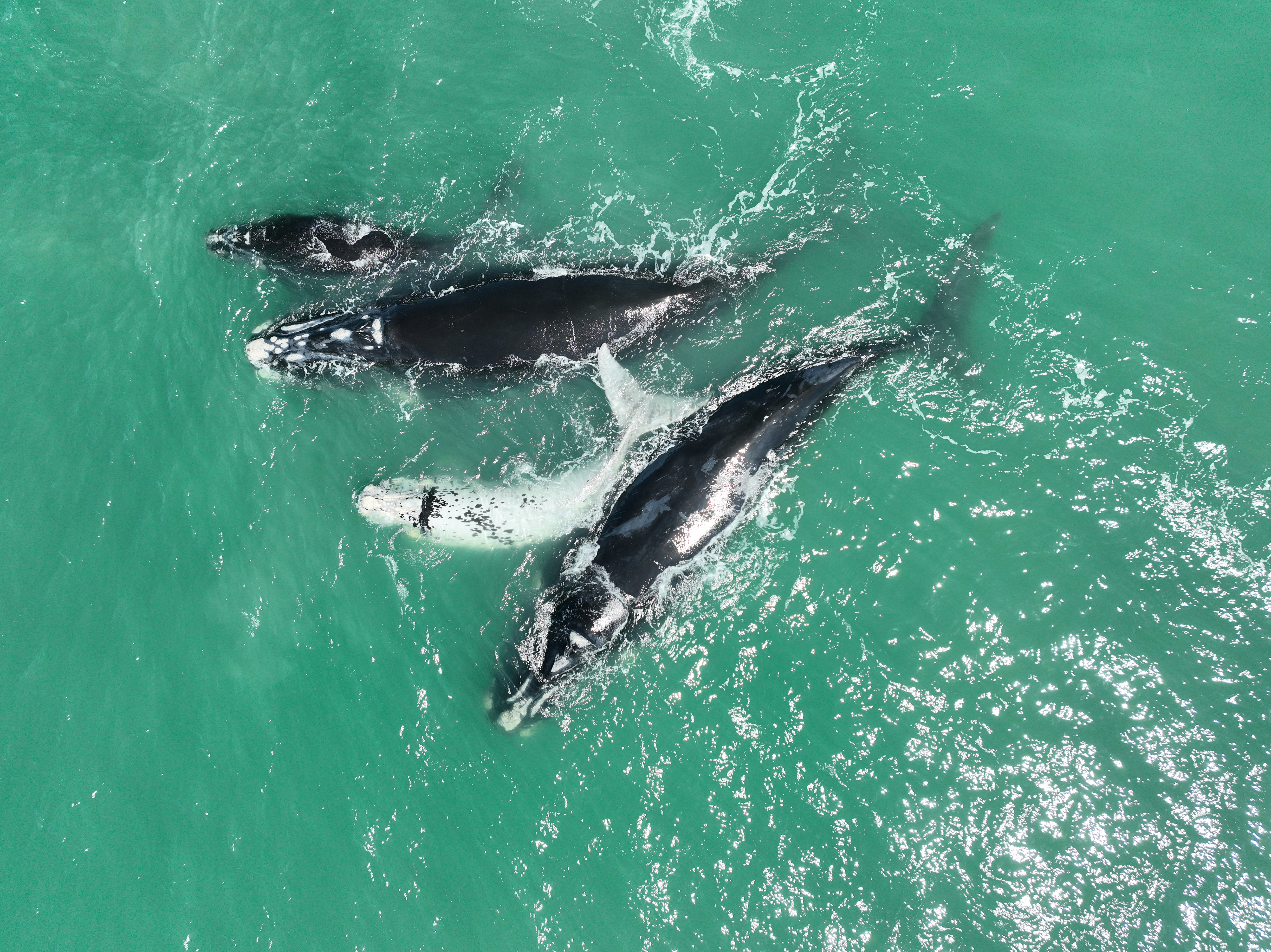 Harmony Beneath the Waves