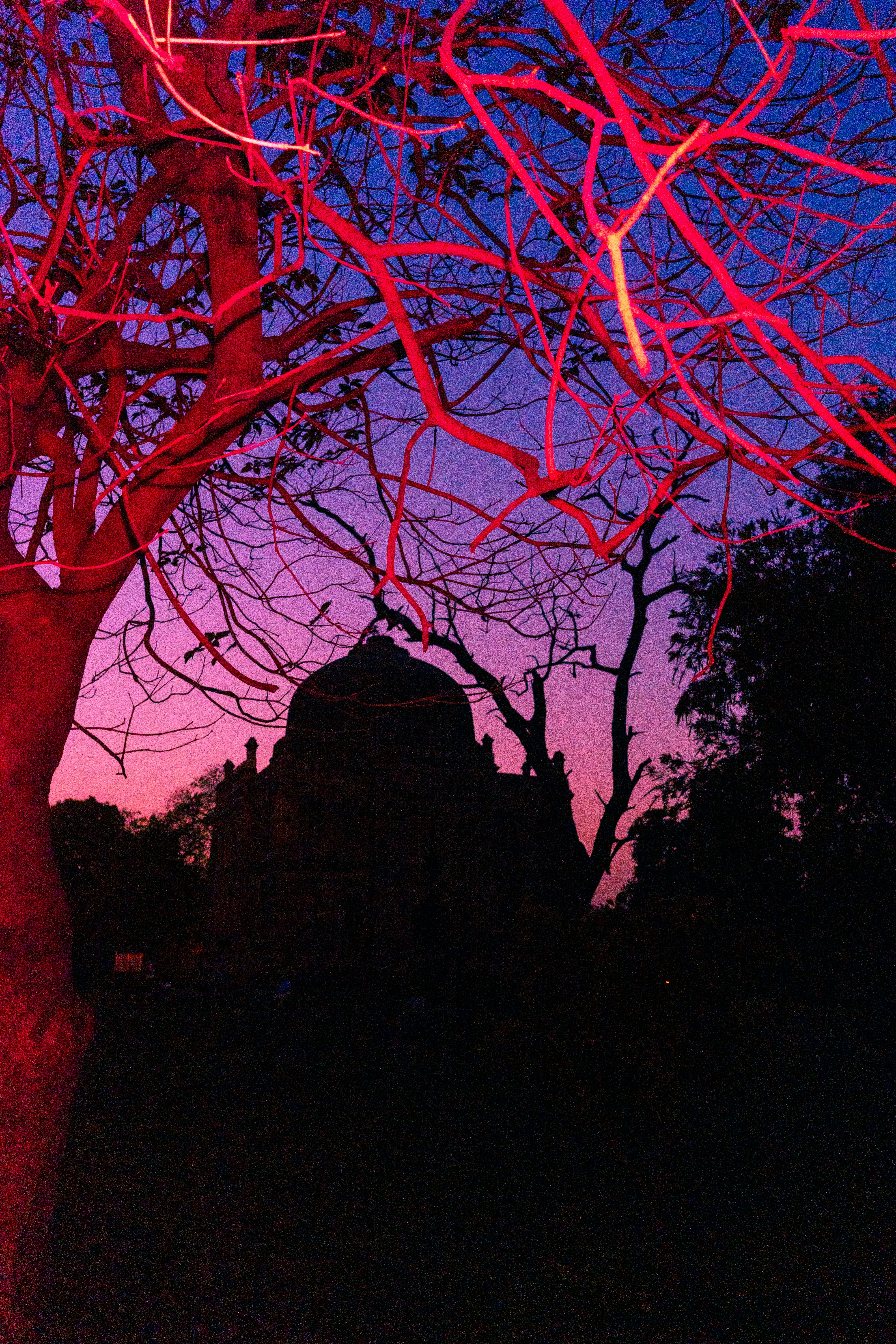 Silhouetted Serenity: A Twilight Encounter