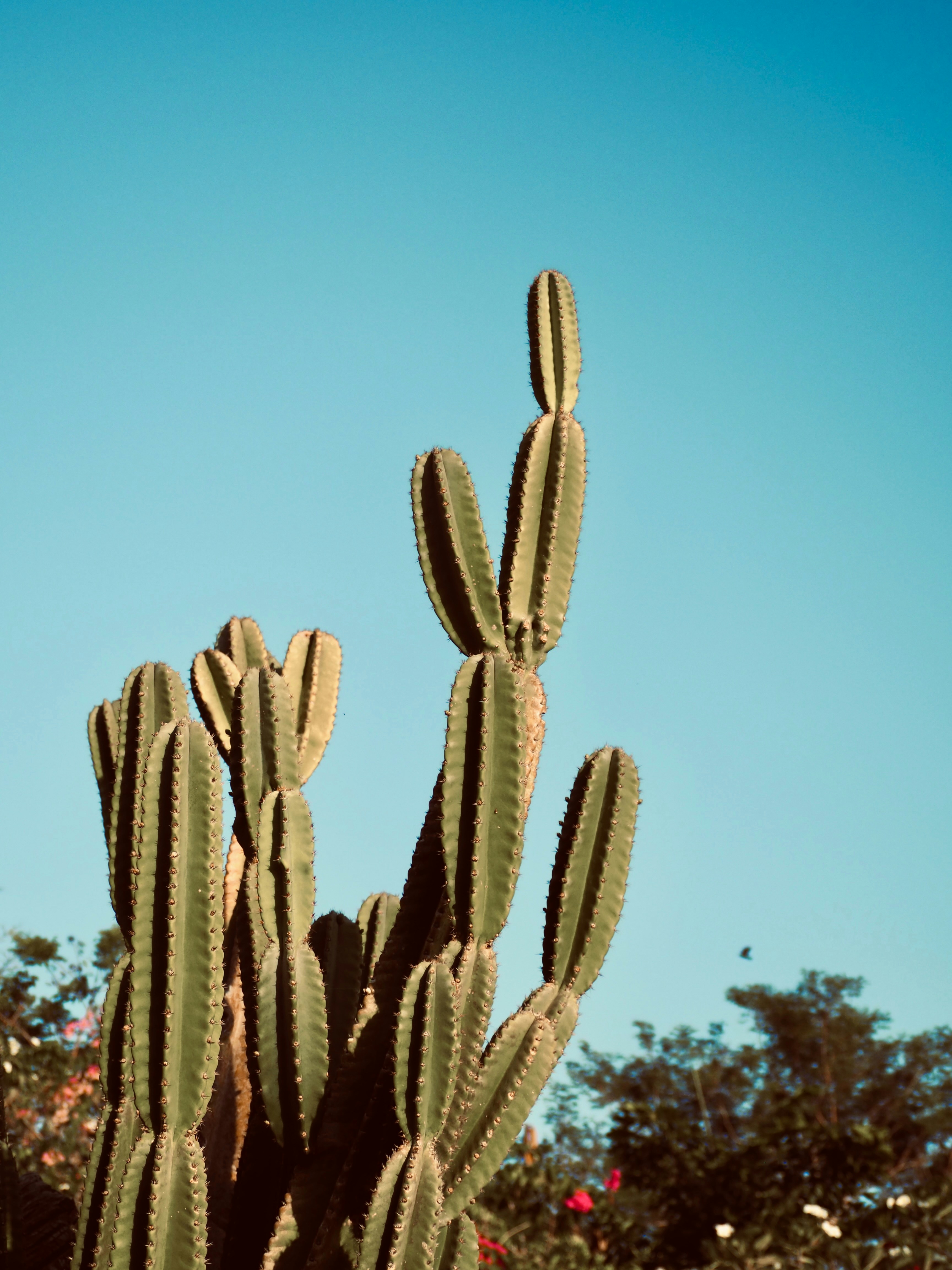 Tall cactus against a clear blue sky