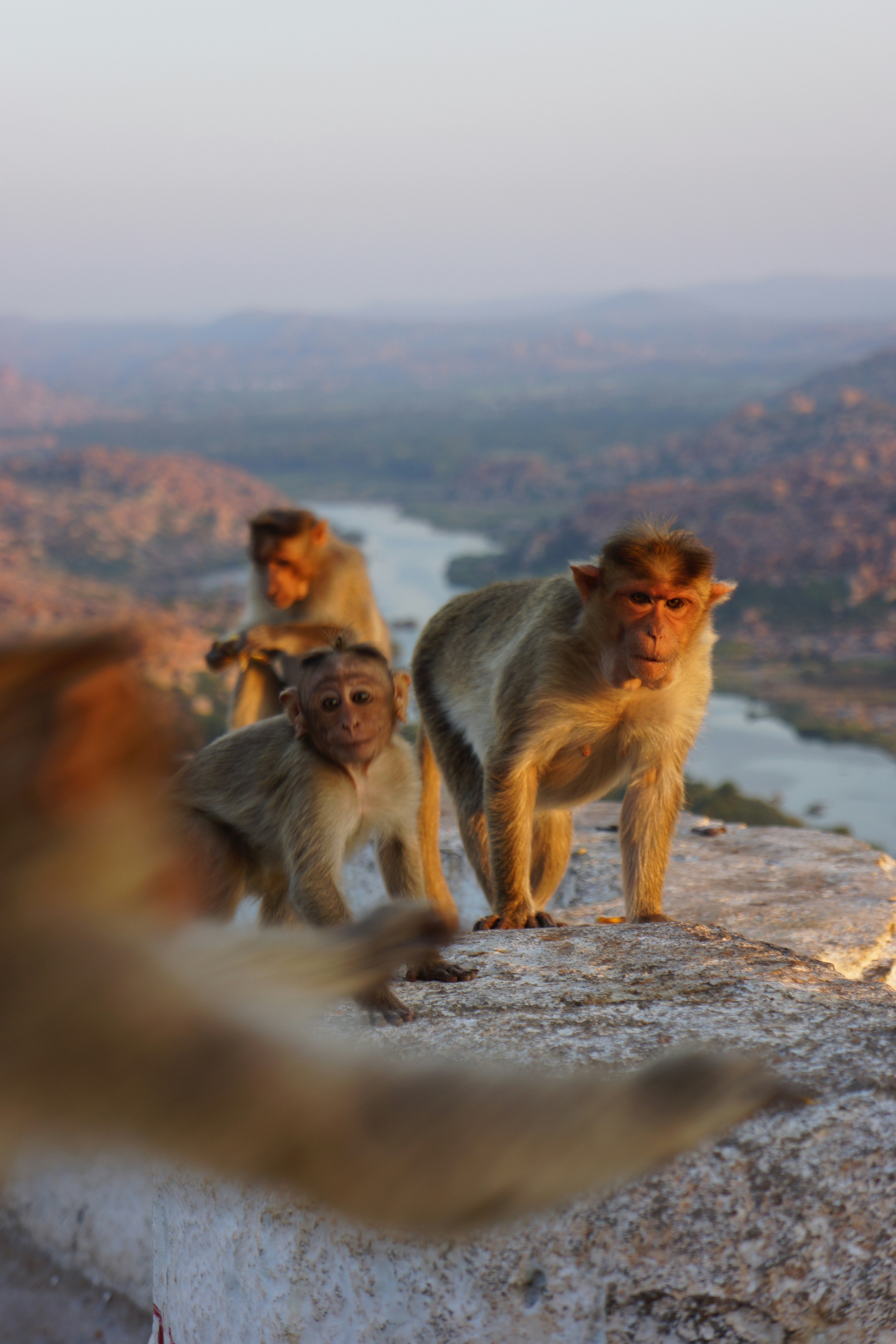 Dusk Sentinels on a Cliff: Three Macaques Survey the Valley Below