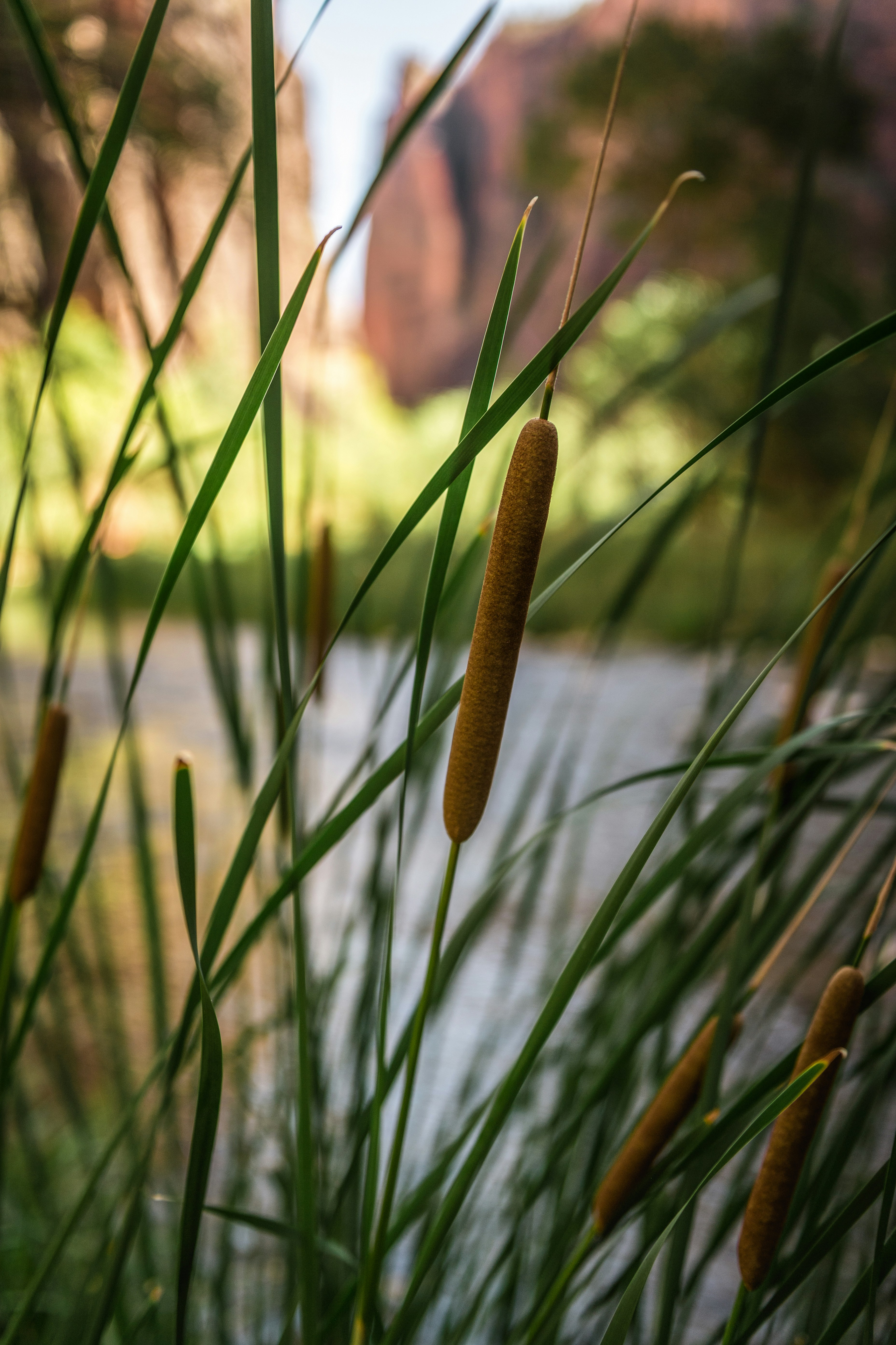 Cat Tails | Cattails grow along a body of water.