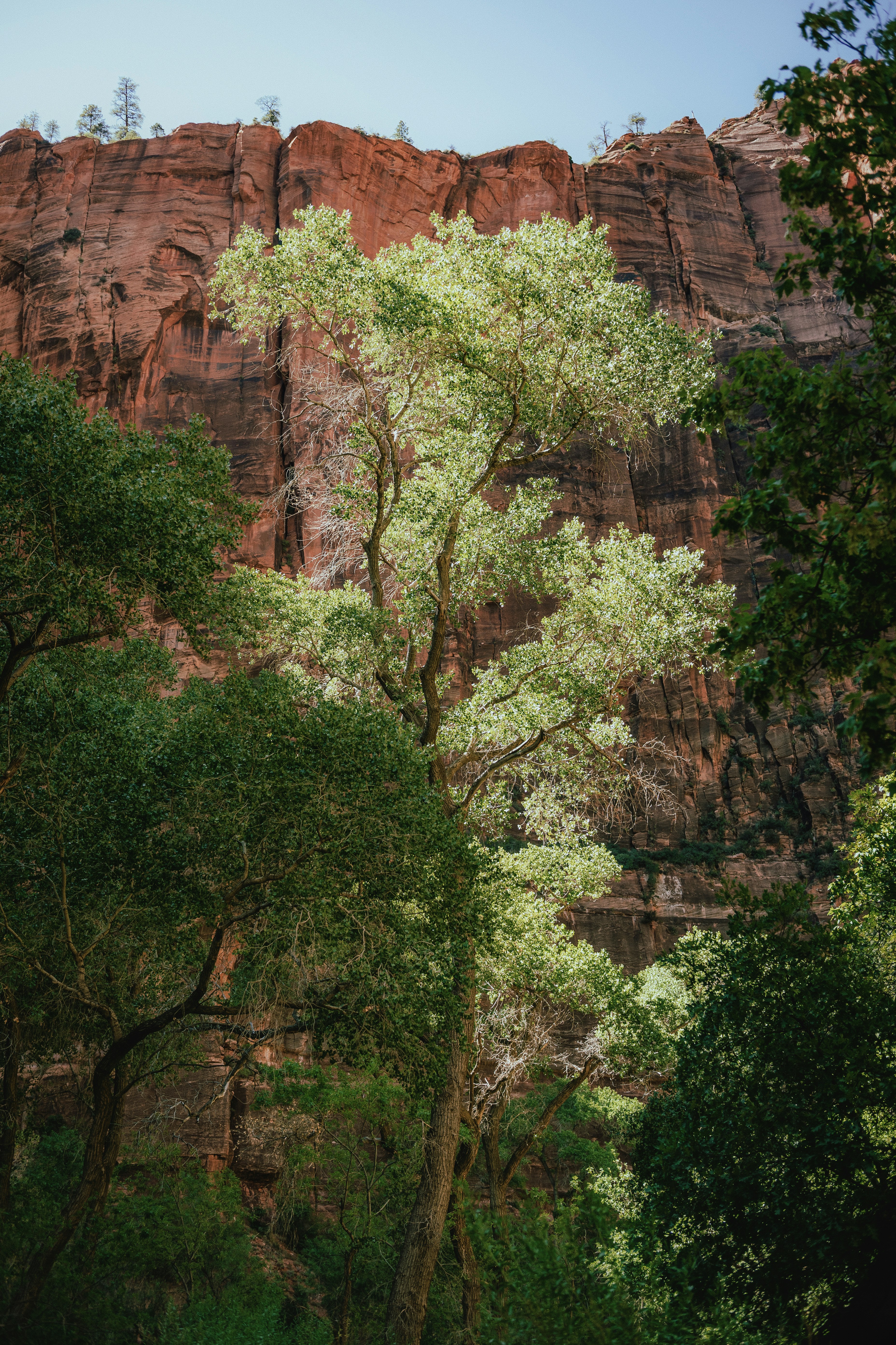 Sunlit Tree | Lush green trees in front of a red rock cliff.