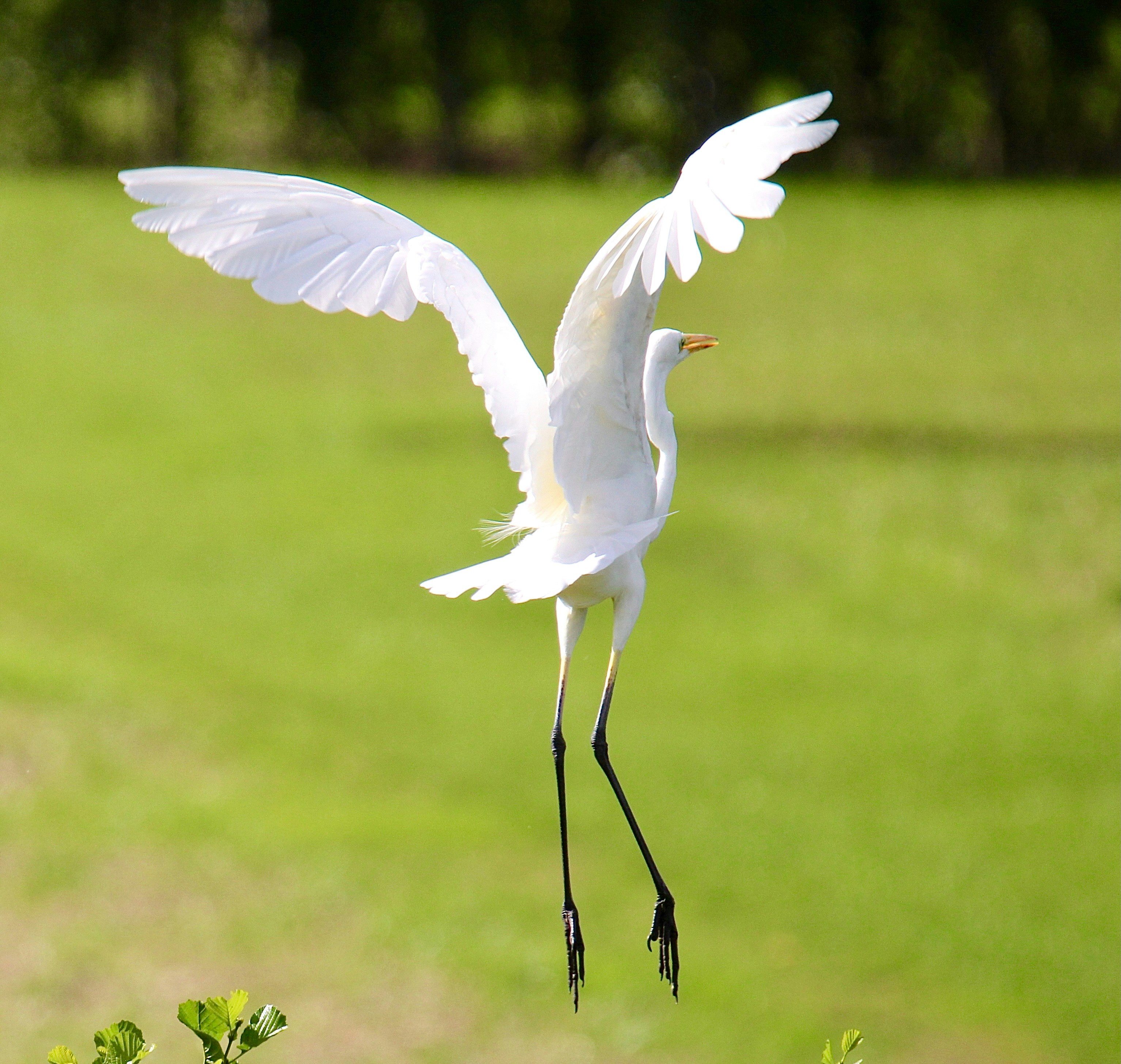 Midair Crane: White Heron Lifts Against a Green Field