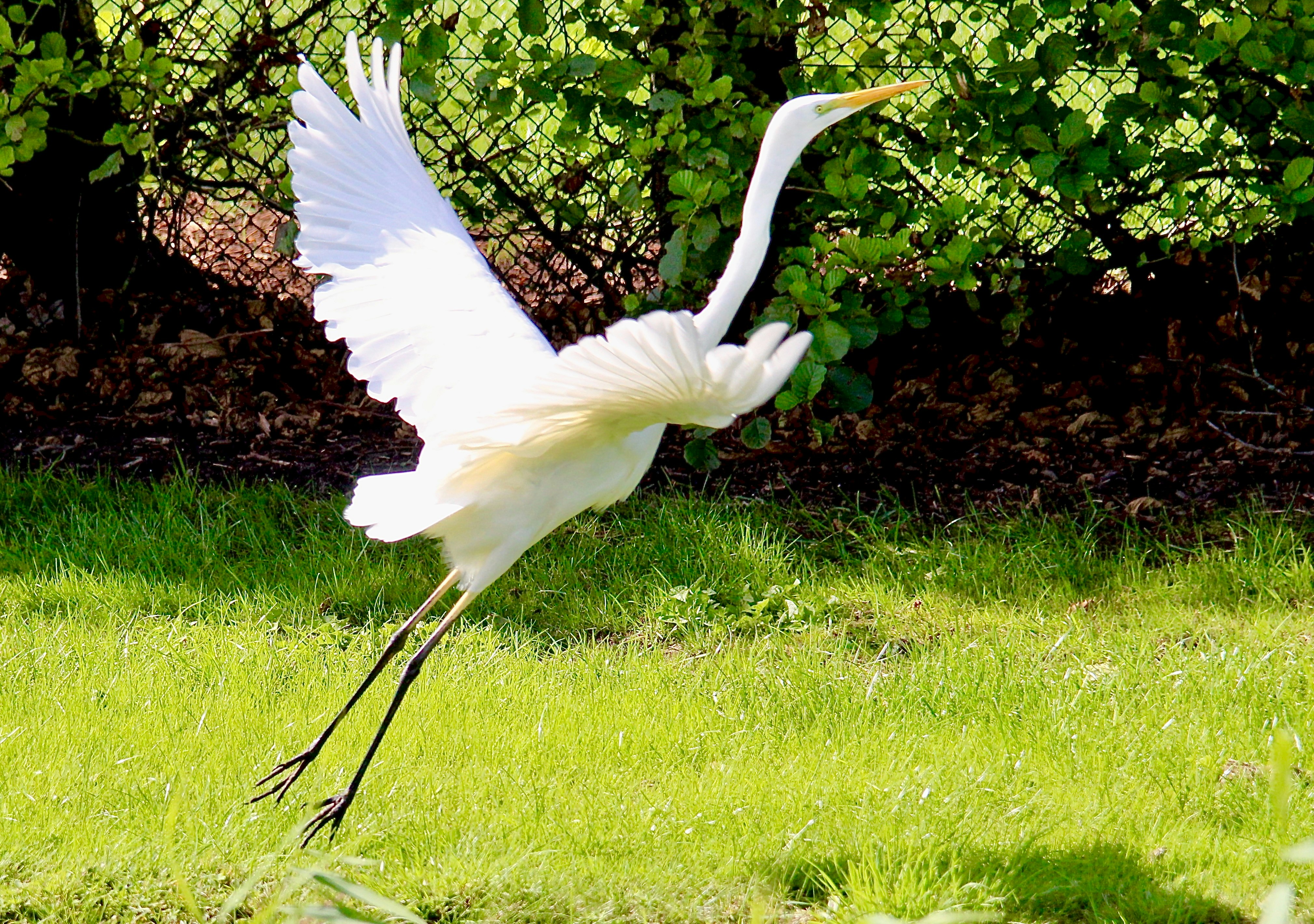 Great Egret taking off gracefully from a lush green field, wings fully extended. The vibrant colors and dynamic pose highlight the bird's beauty.