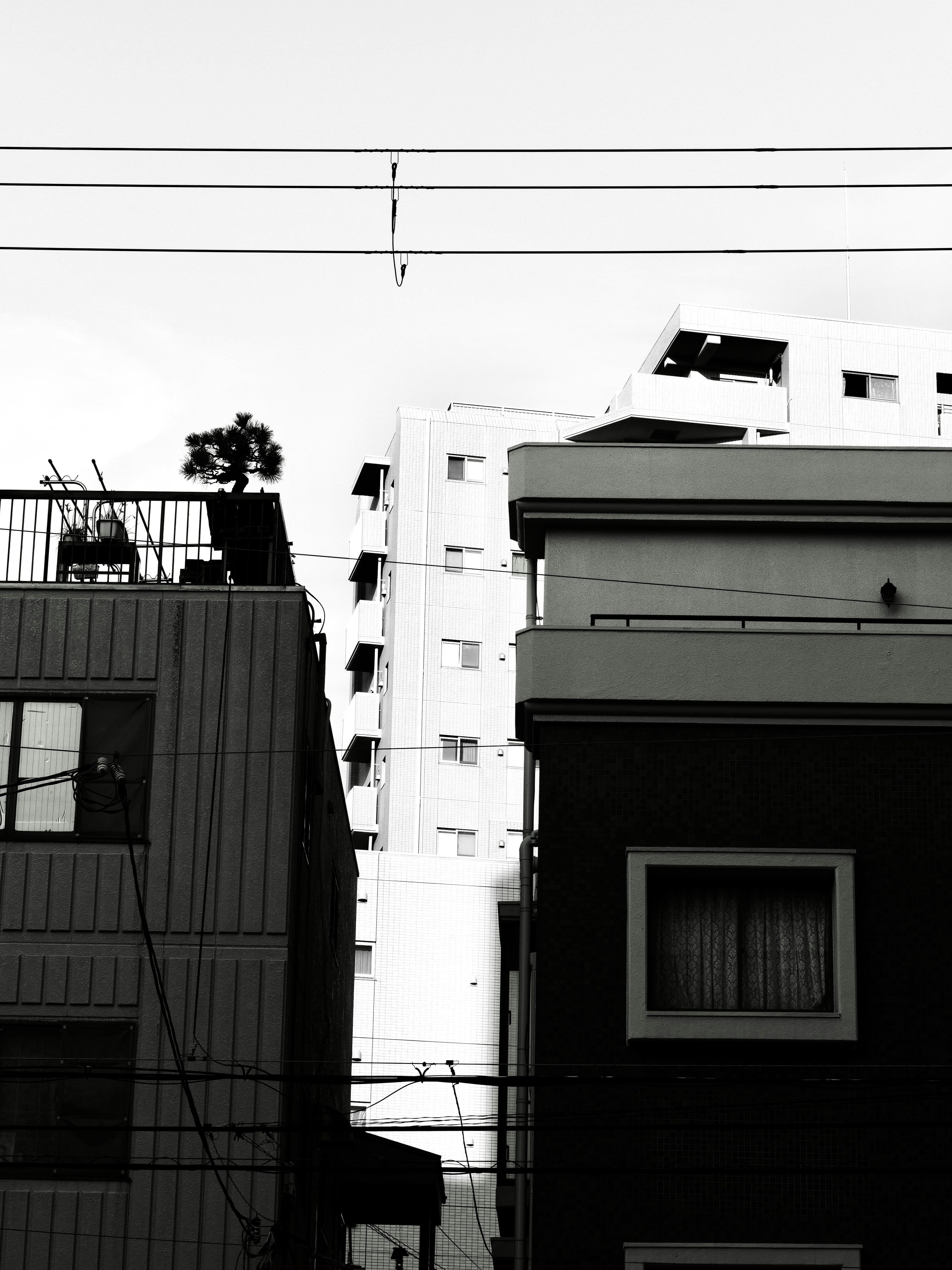 Silhouette of a larger pine bonsai tree on a roof top of a building | Buildings and electrical wires against sky