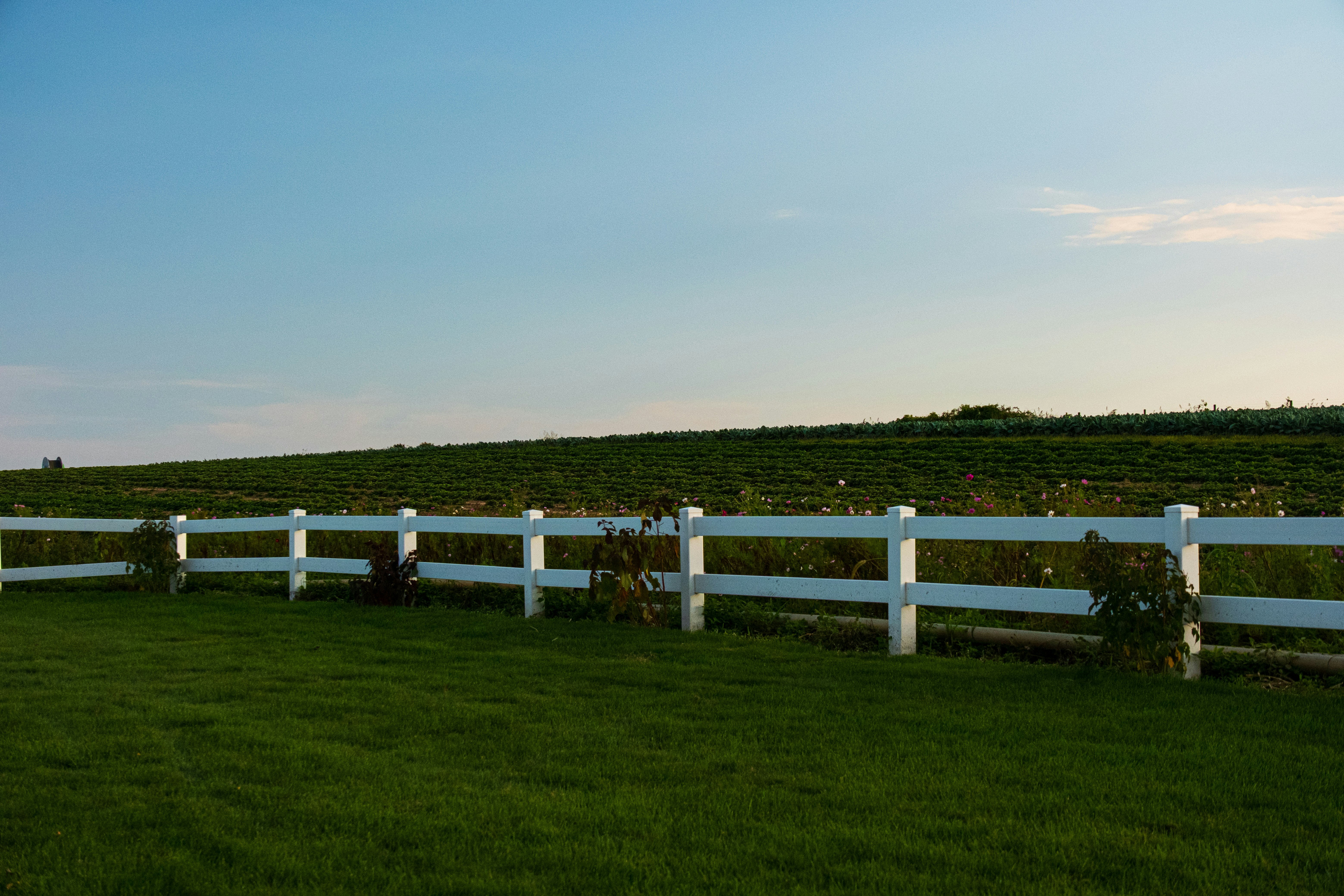 White Rail Fence Framing a Quiet Green Horizon