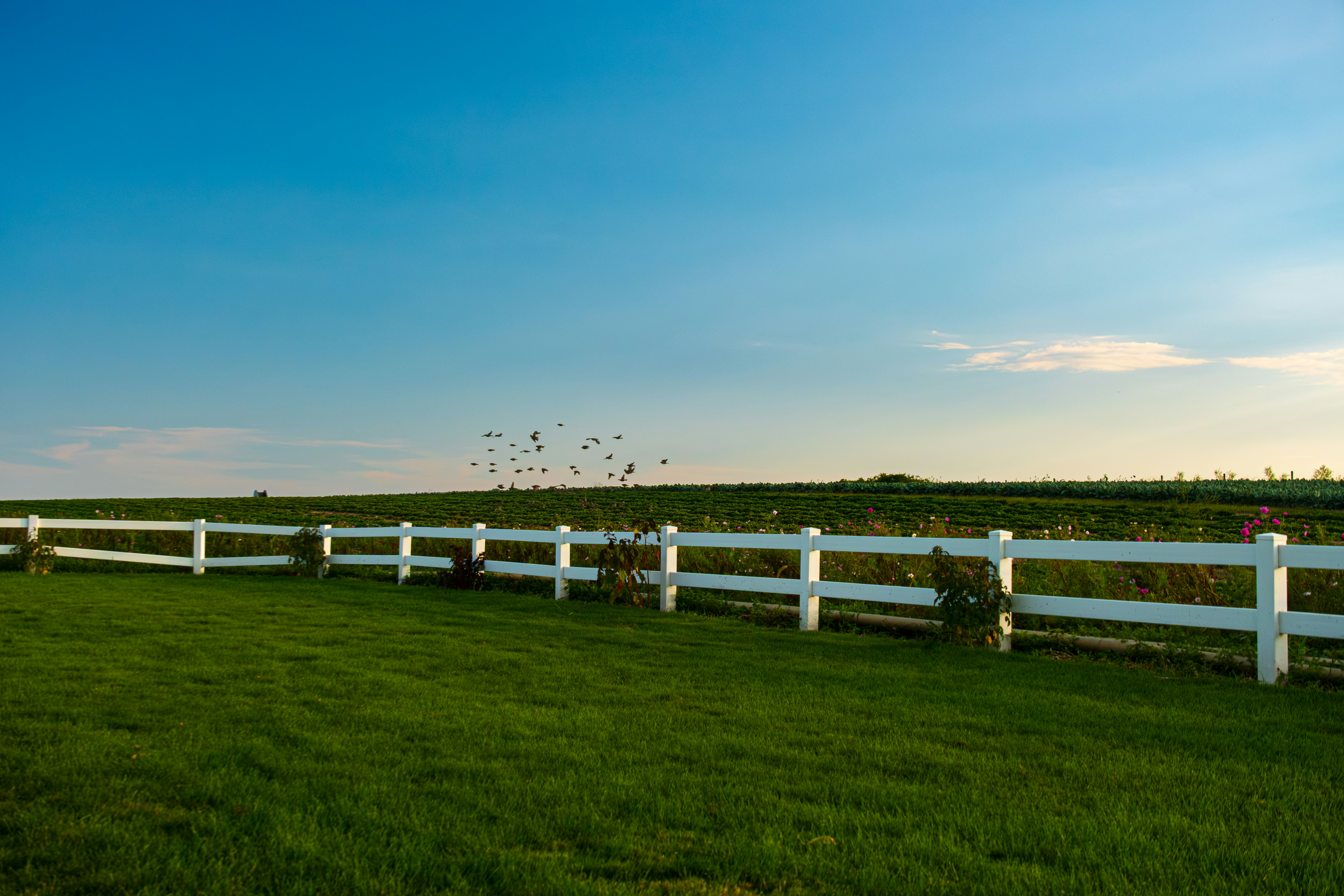White fence borders green grass under a blue sky