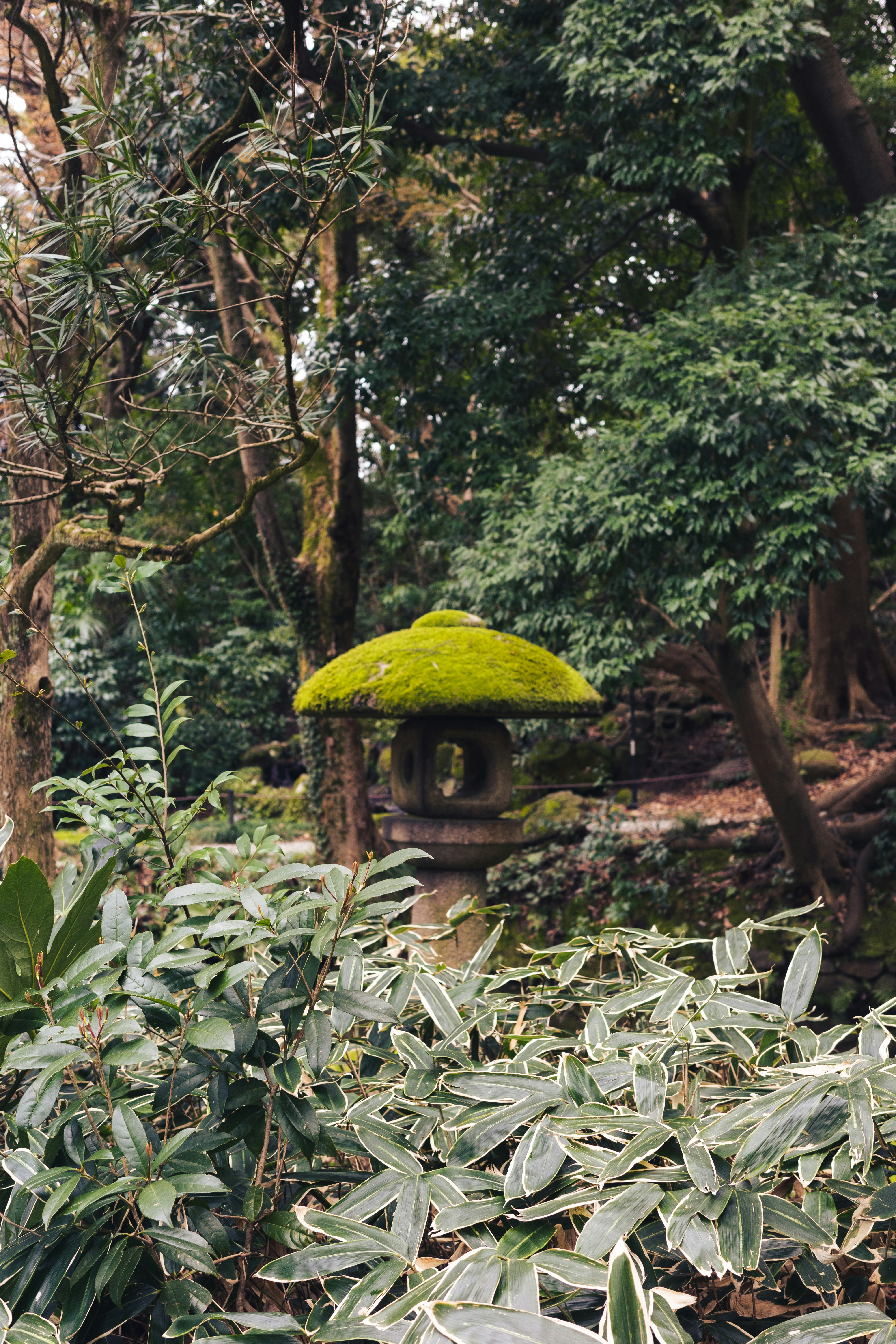 Whispers of Nature: The Moss-Crowned Lantern