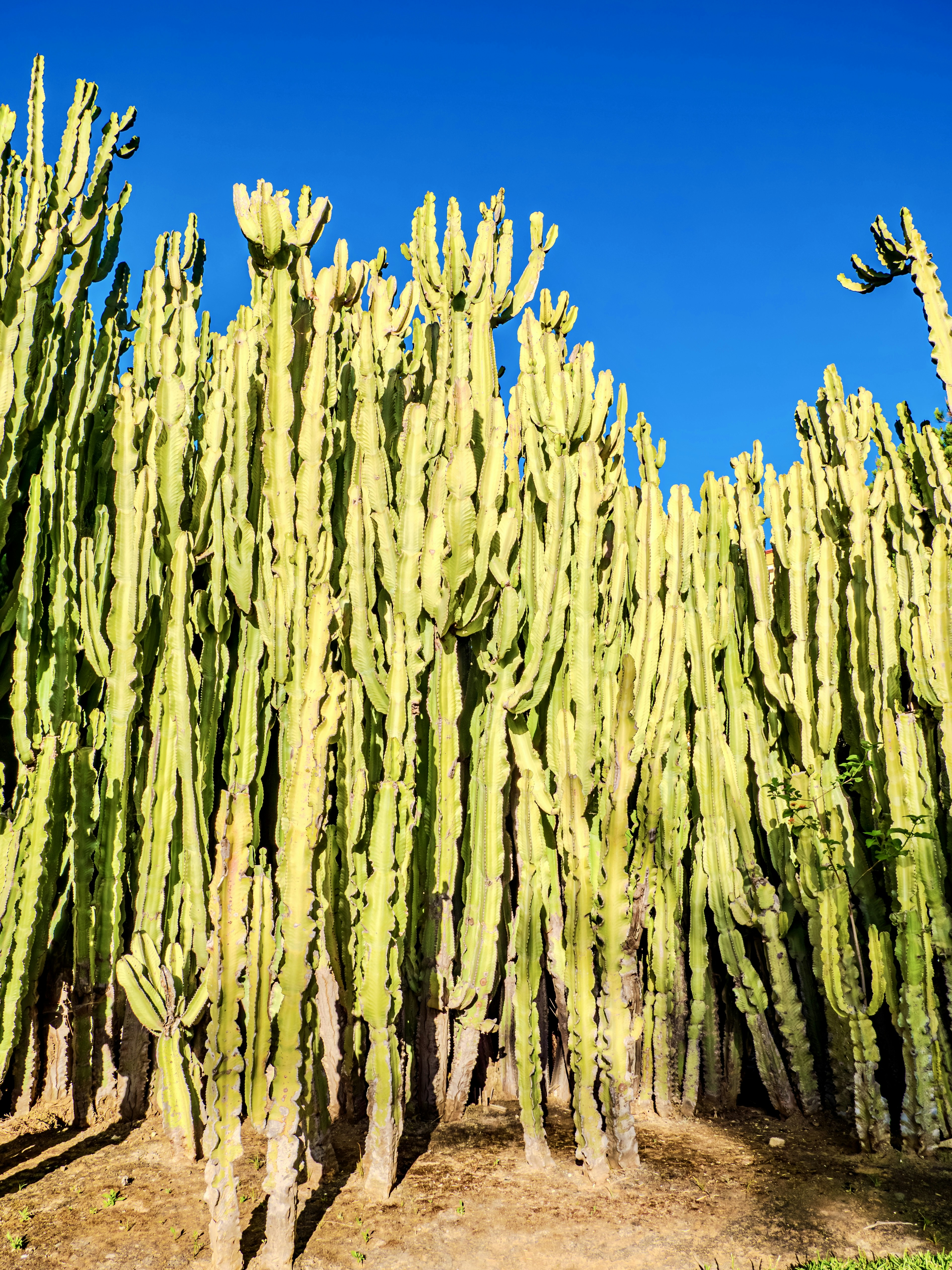 Desert Symphony: The Vertical Dance of Cacti