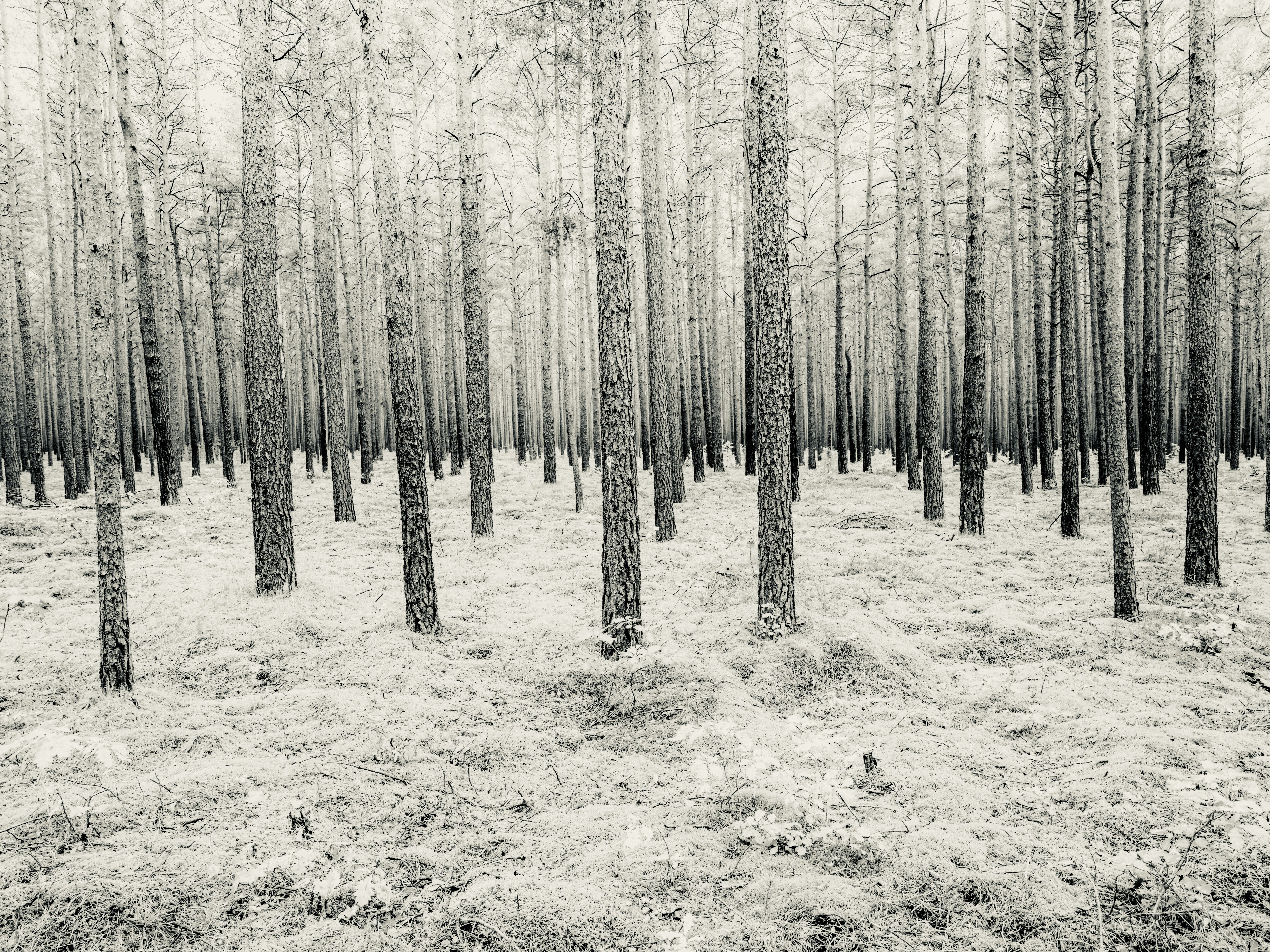 Whispers of the Silent Grove