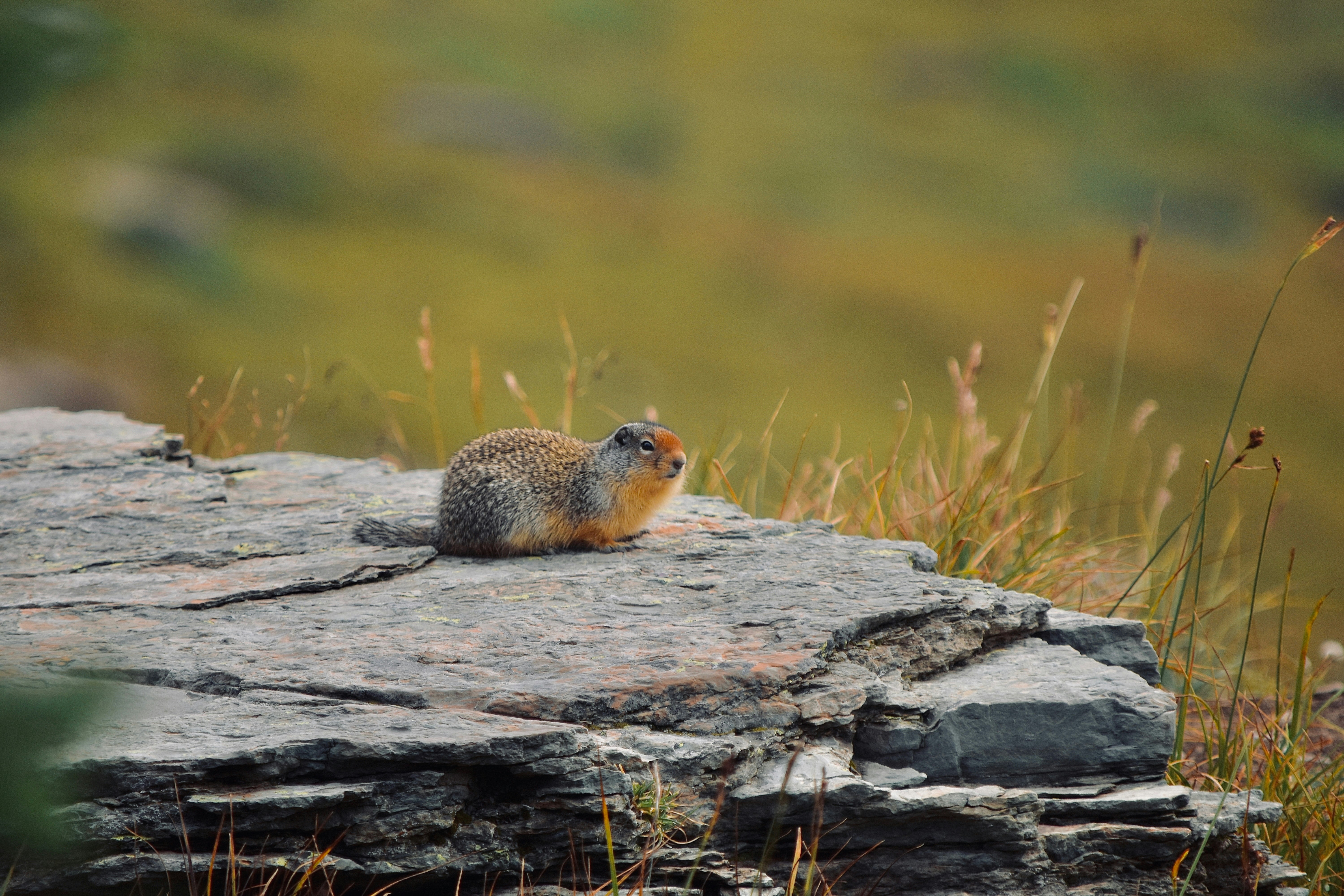 Chipmunk Watch on a Weathered Stone Stage