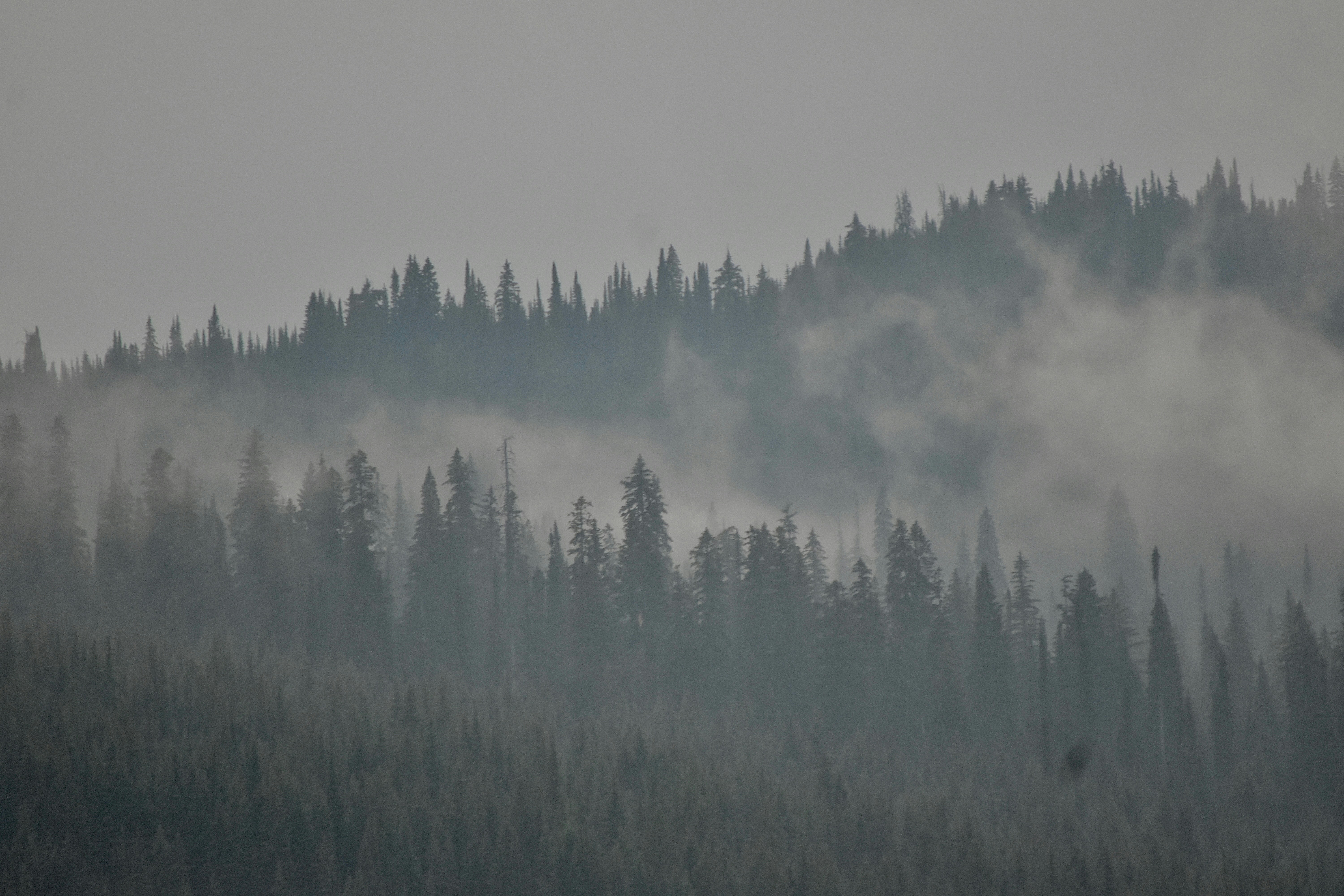 Whispers of the Misty Pines