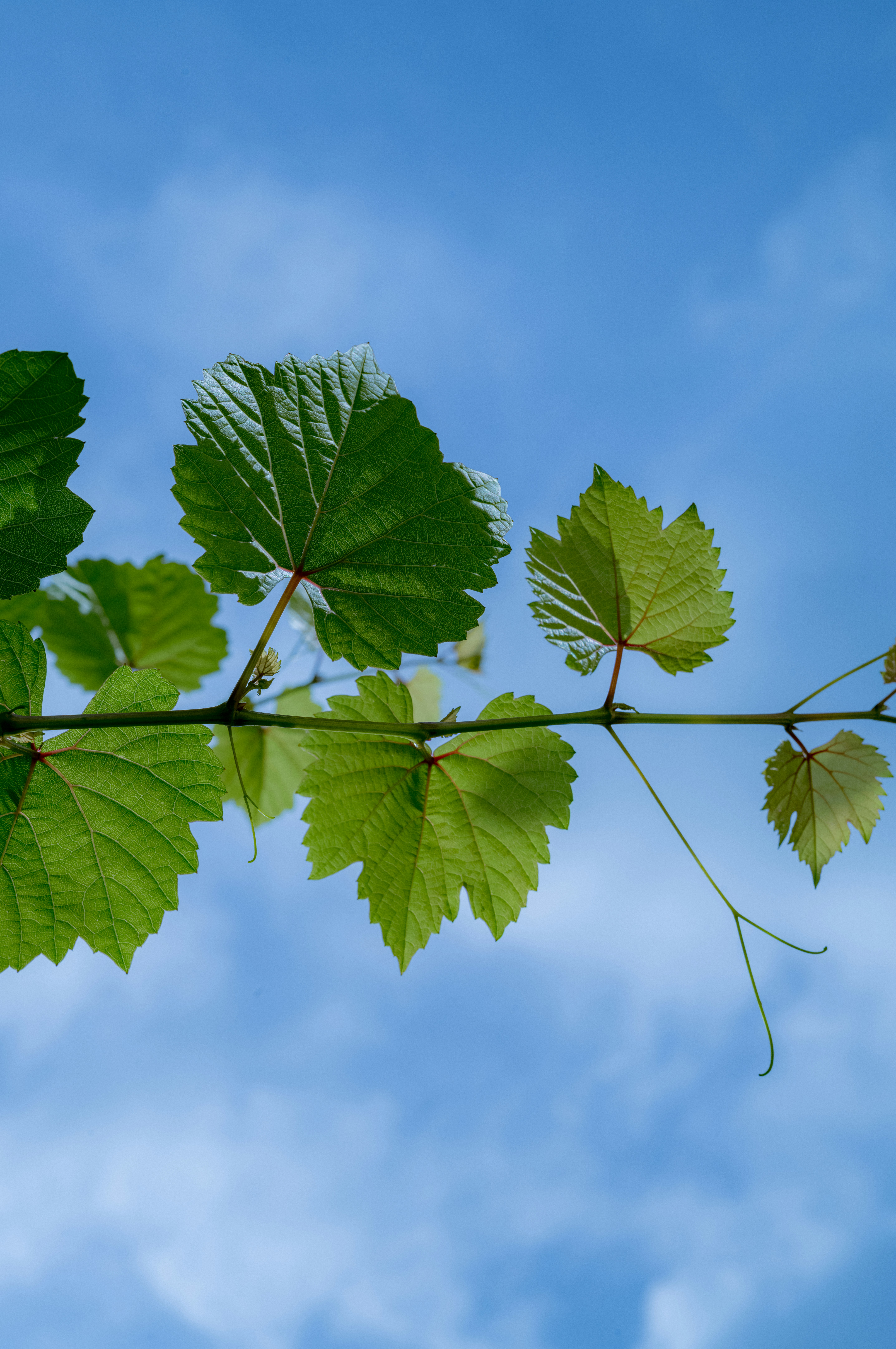 Vibrant green grape leaves silhouetted against a bright blue sky, showcasing the beauty of nature's growth.