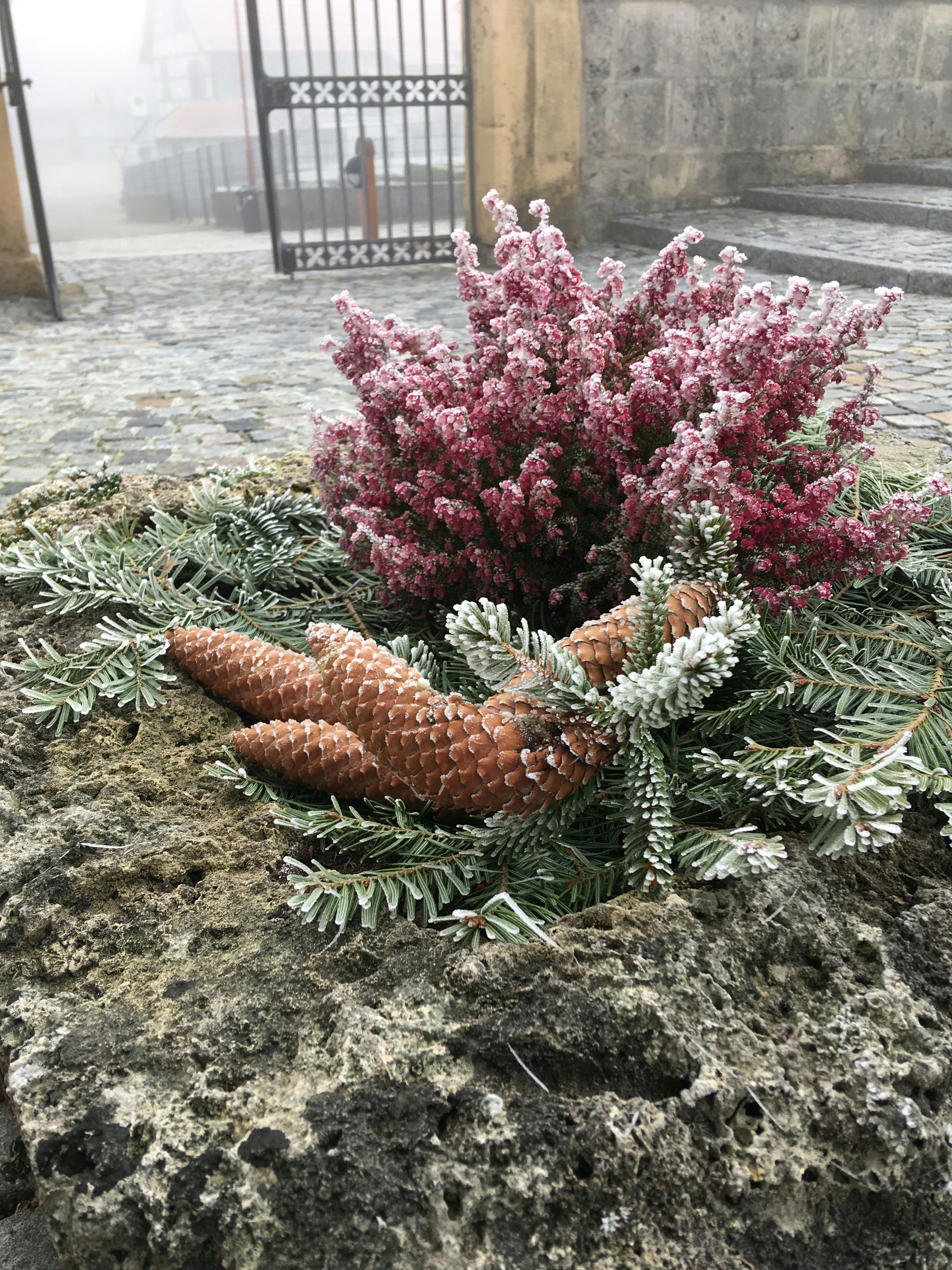 Frost-covered pinecones and vibrant pink heather nestled on a stone surface, creating a striking contrast against the muted backdrop. 