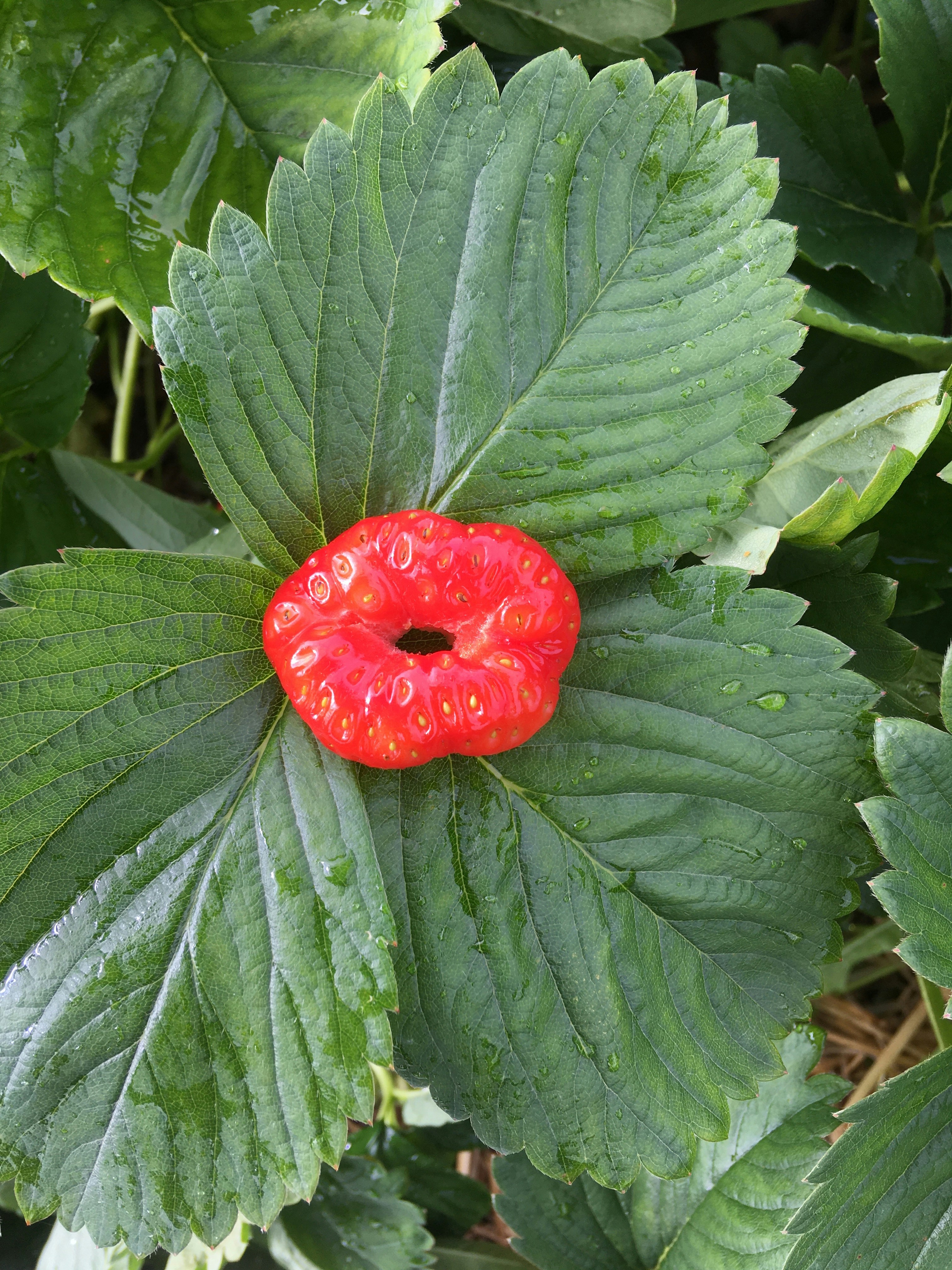 Erdbeere ungewöhnliche Form Strawberry | A uniquely shaped strawberry rests on green leaves