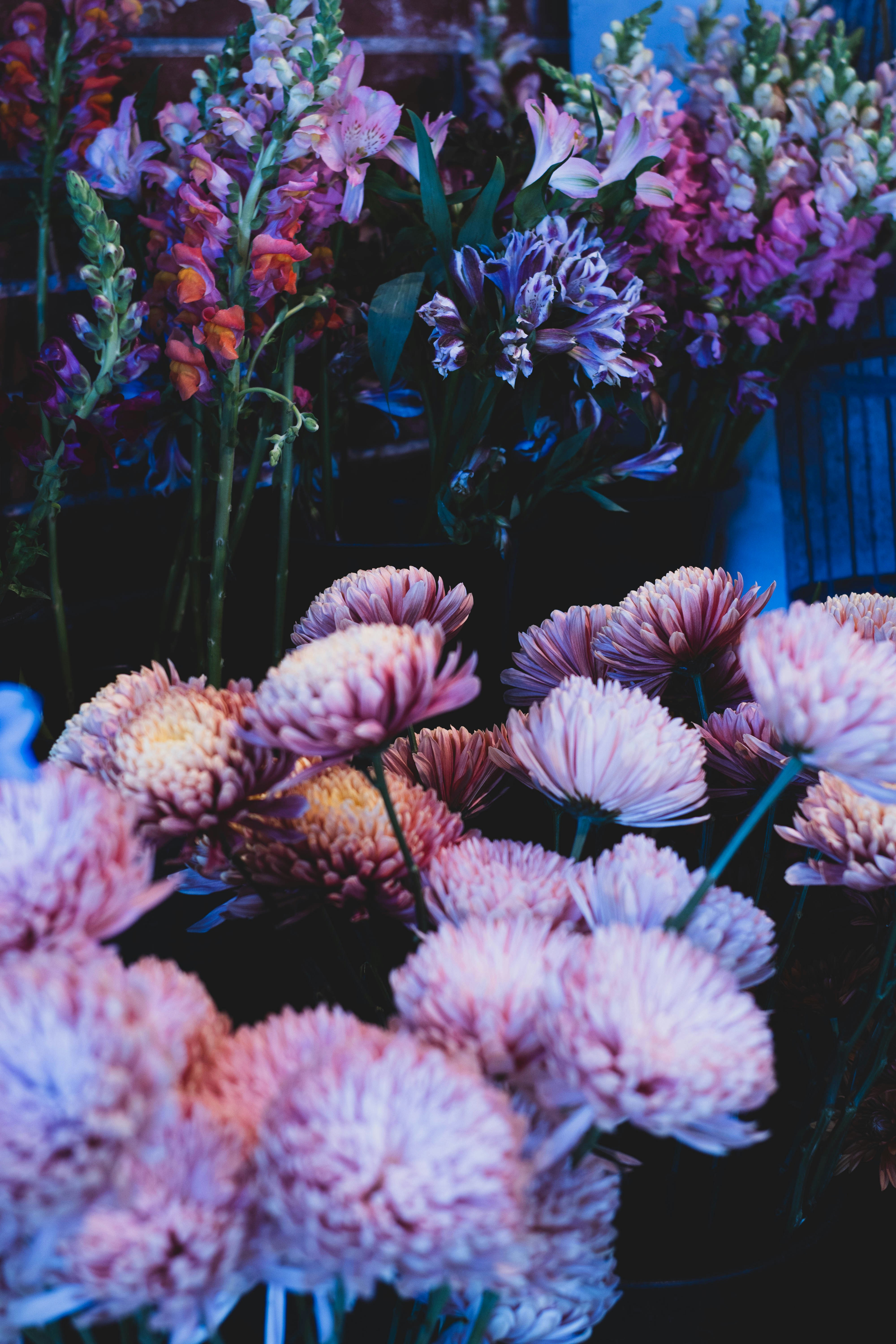Moonlit Market: Pink Chrysanthemums Amid Indigo Glow