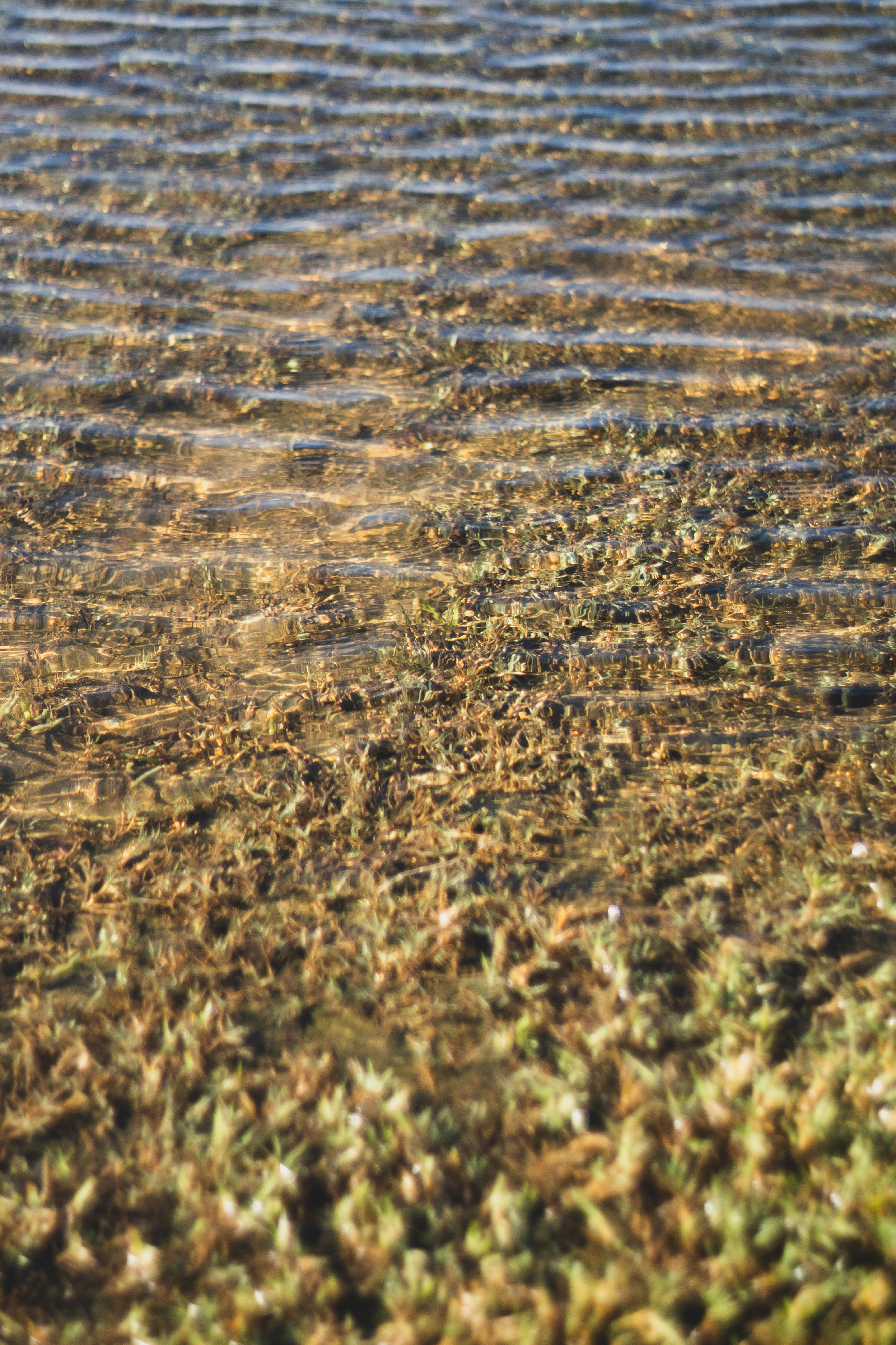 Sunlit Ripples Over a Seagrass Meadow in Quiet Shoreline Waters