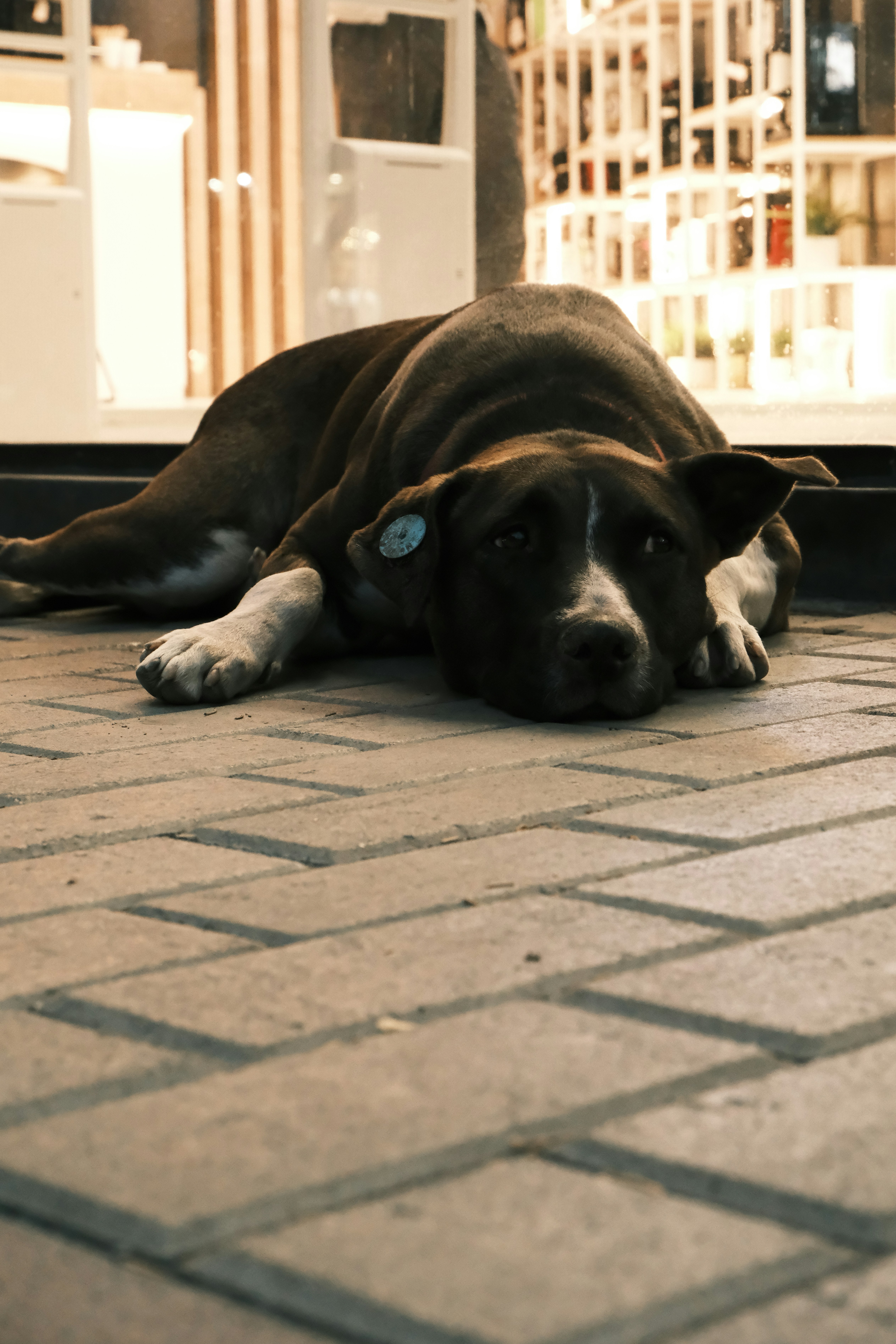 A Moment of Solitude: The Watchful Canine