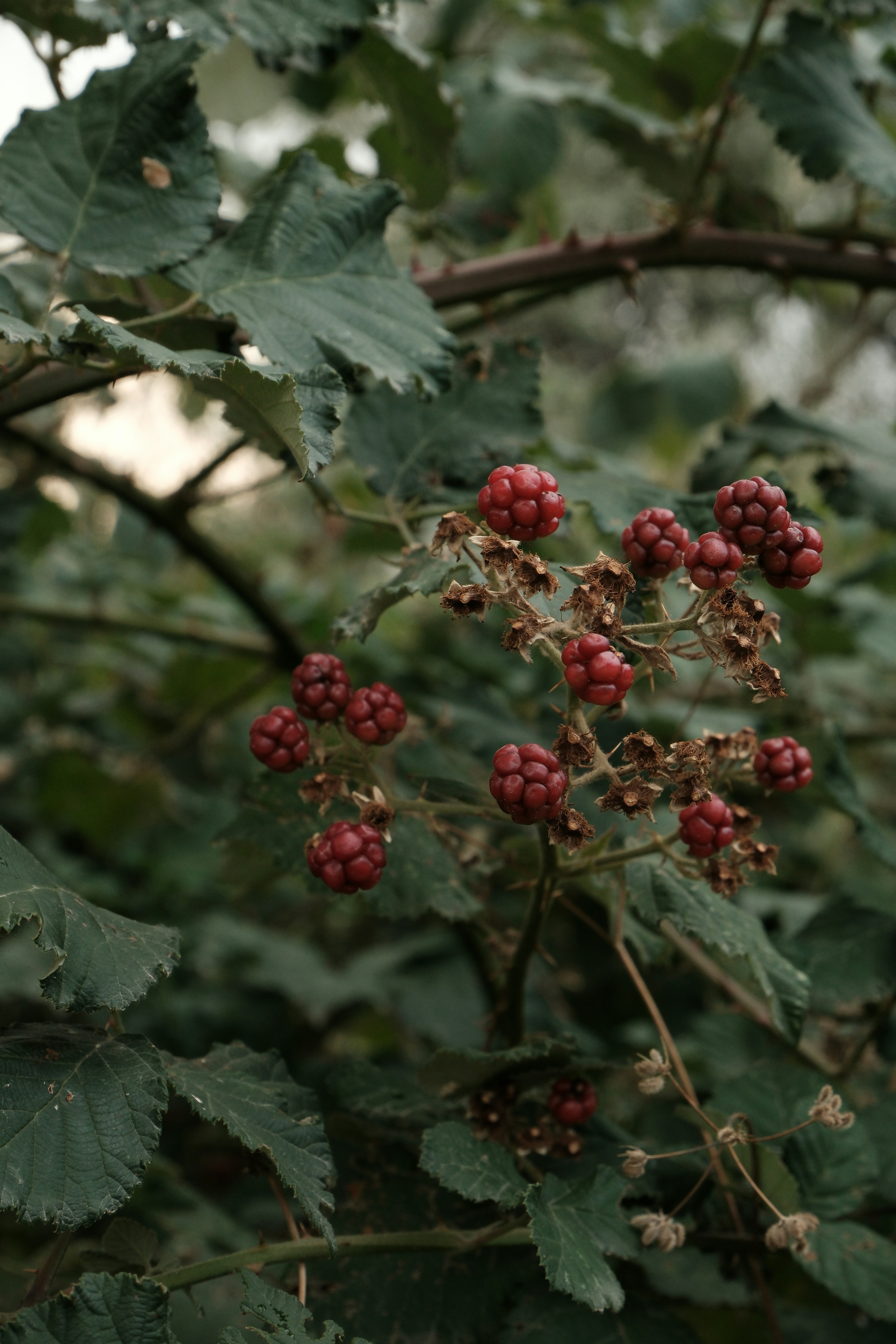 Nature's Hidden Gems: The Unripe Bounty