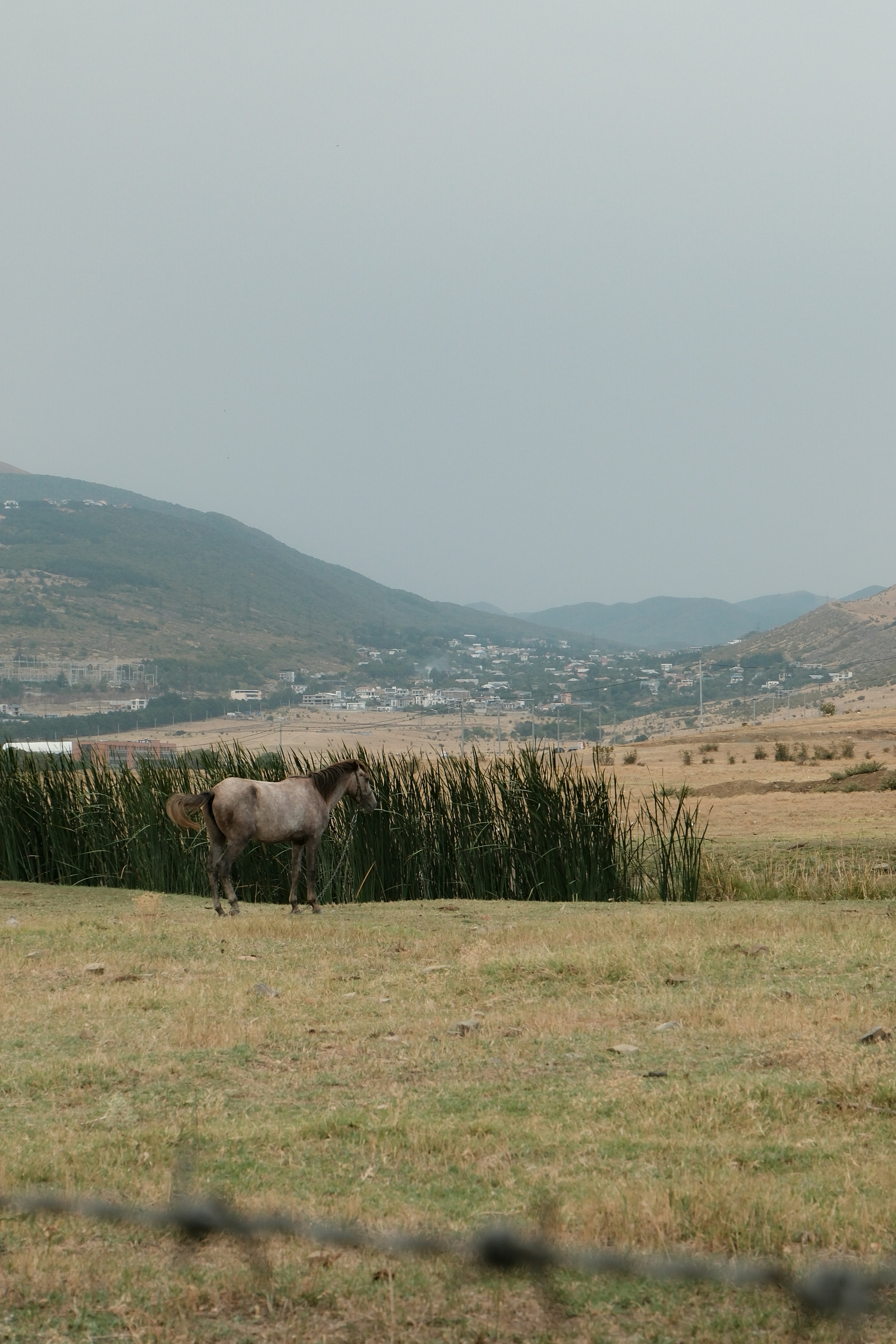 Equine Serenity in a Rolling Landscape