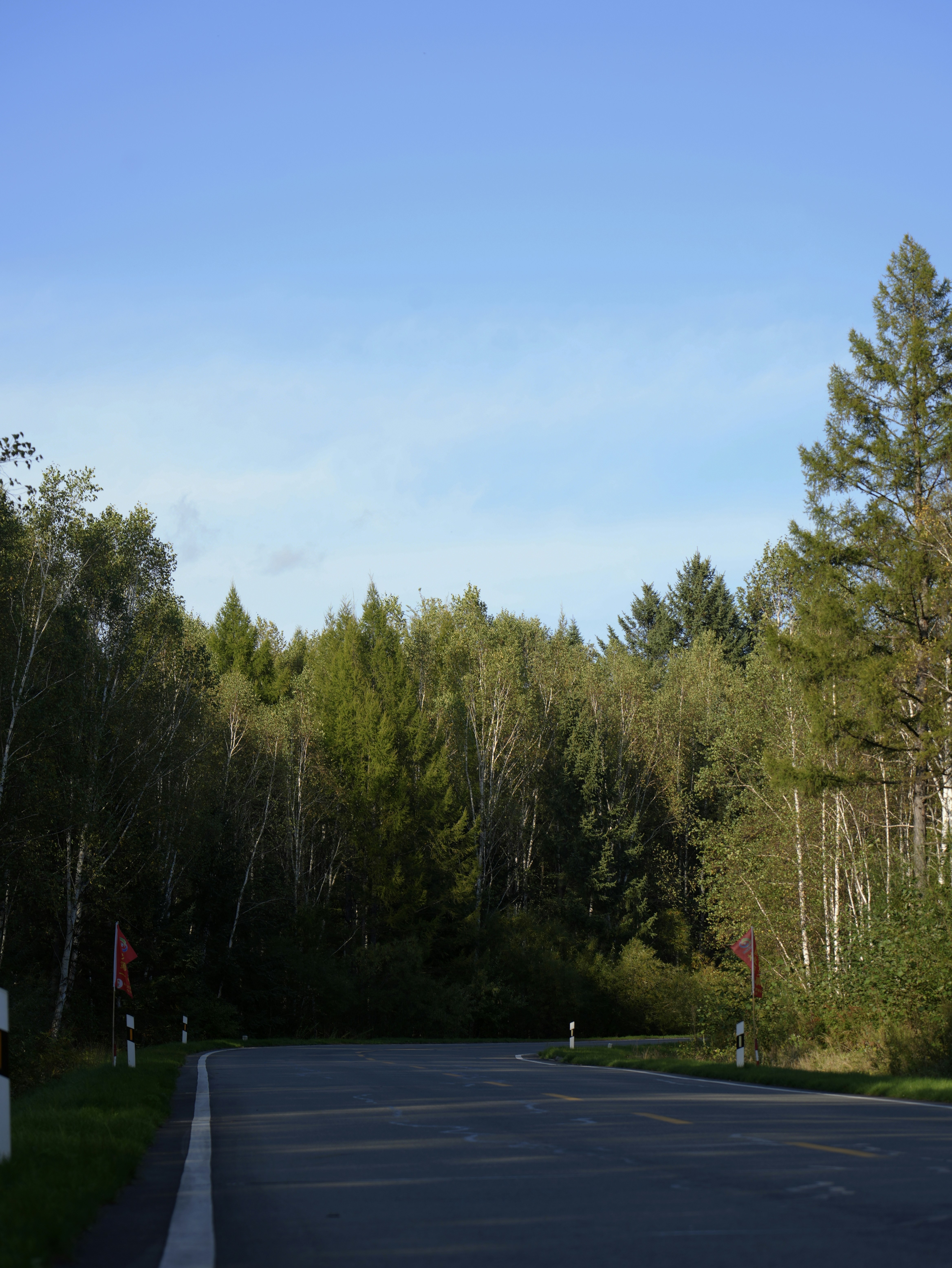 Winding road through a dense forest under a clear sky