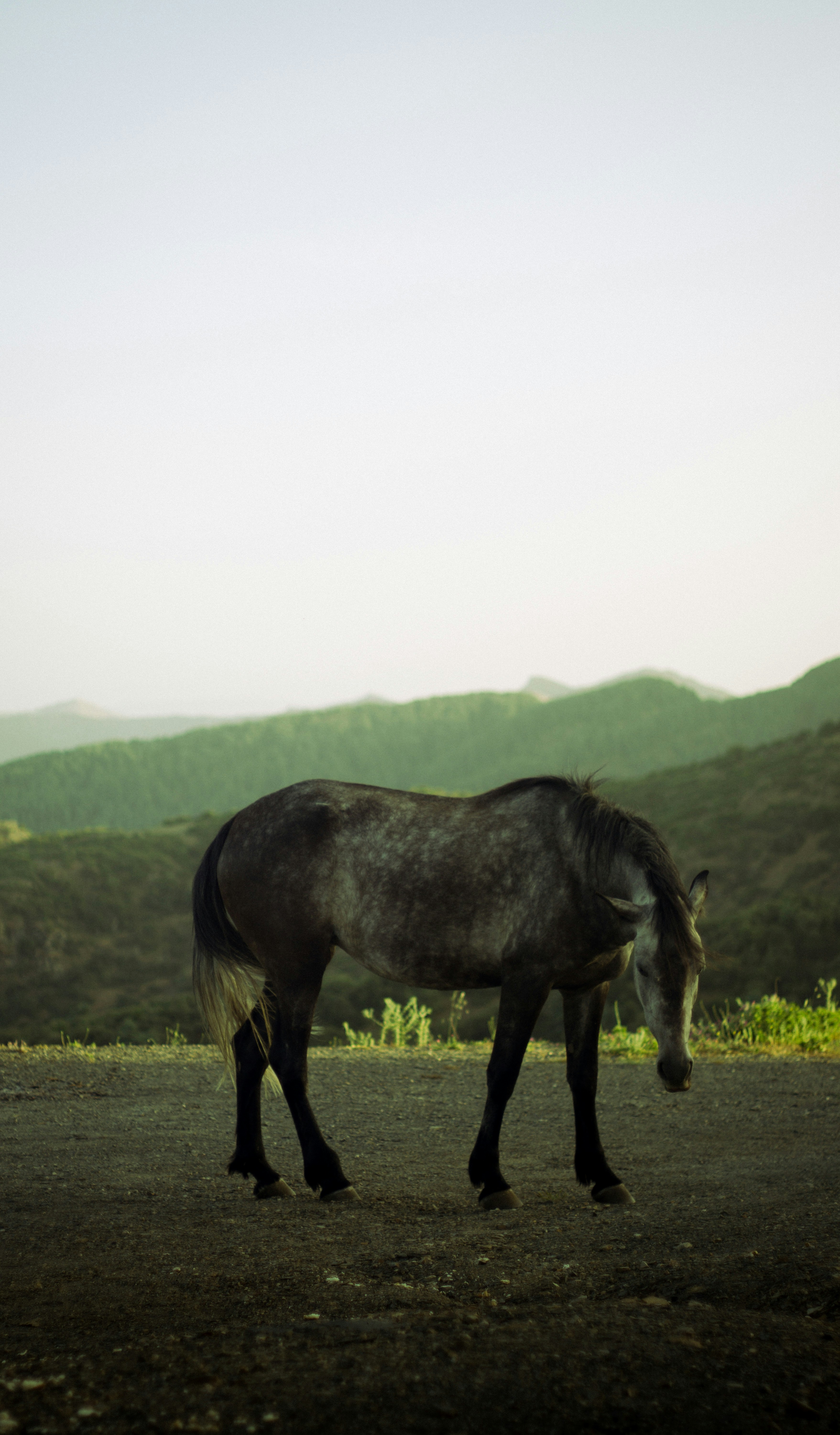 Whispers of the Wild: A Solitary Horse at Dusk