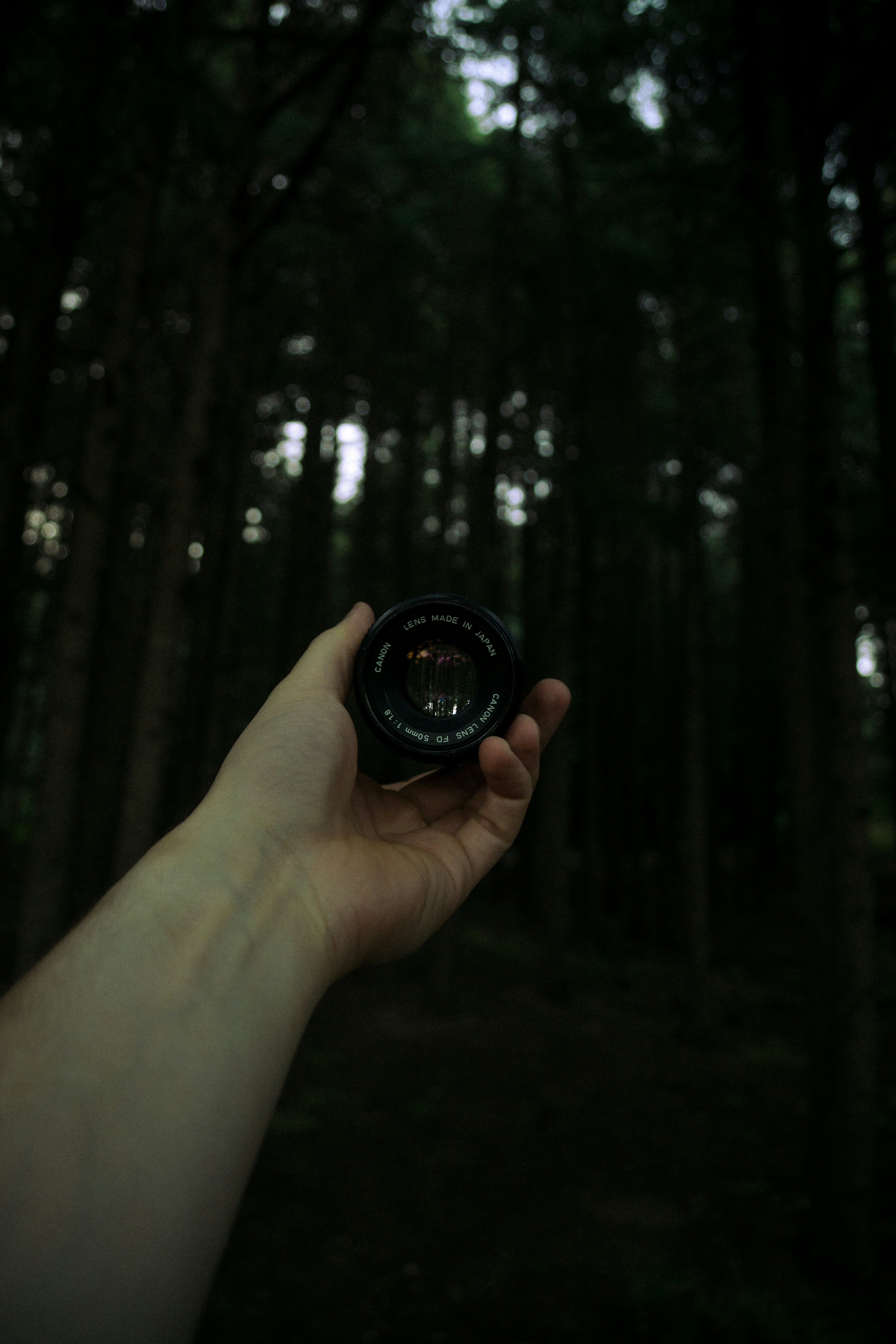 Through the Lens of Nature