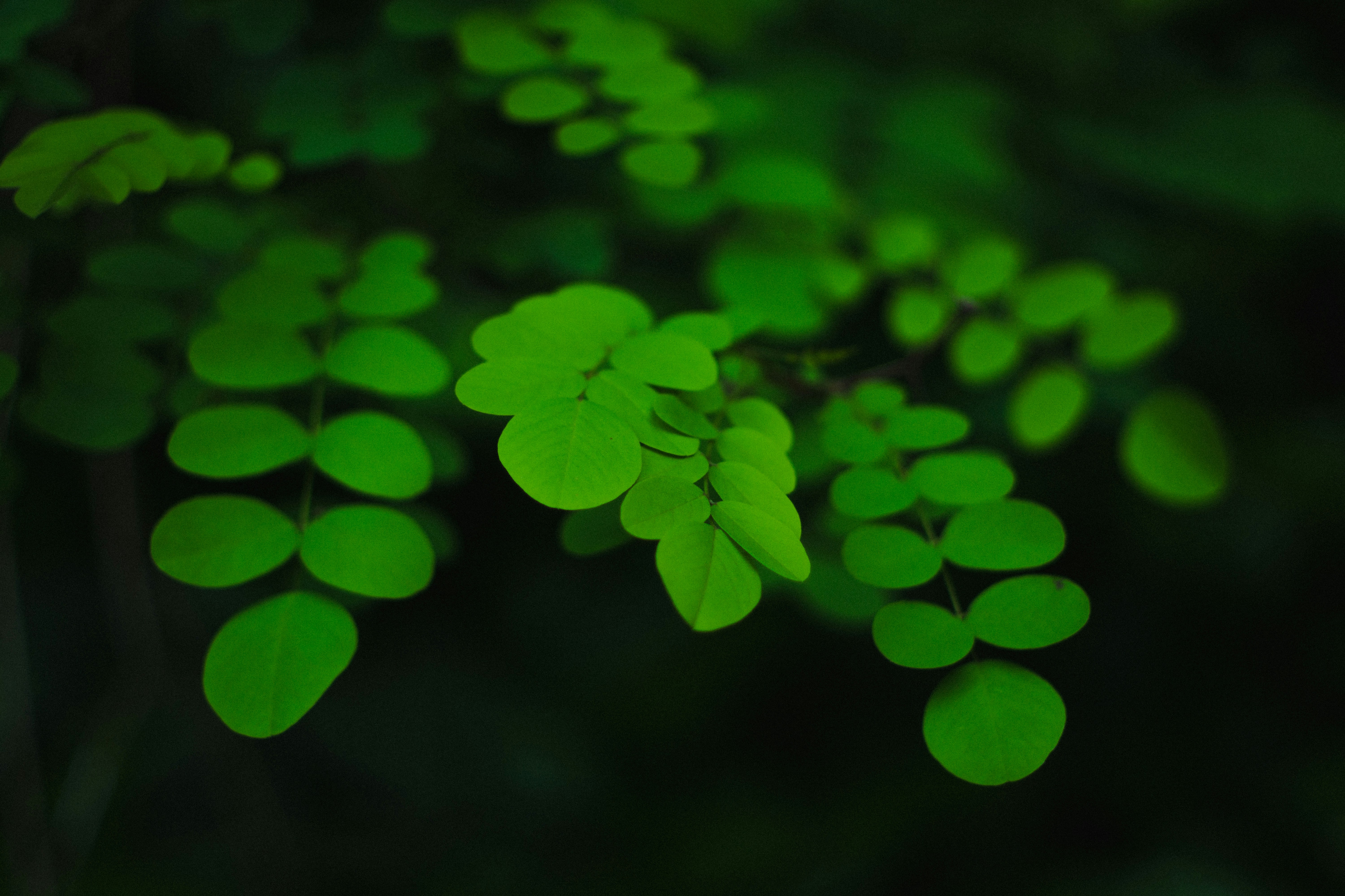 Vibrant green leaves on a dark background