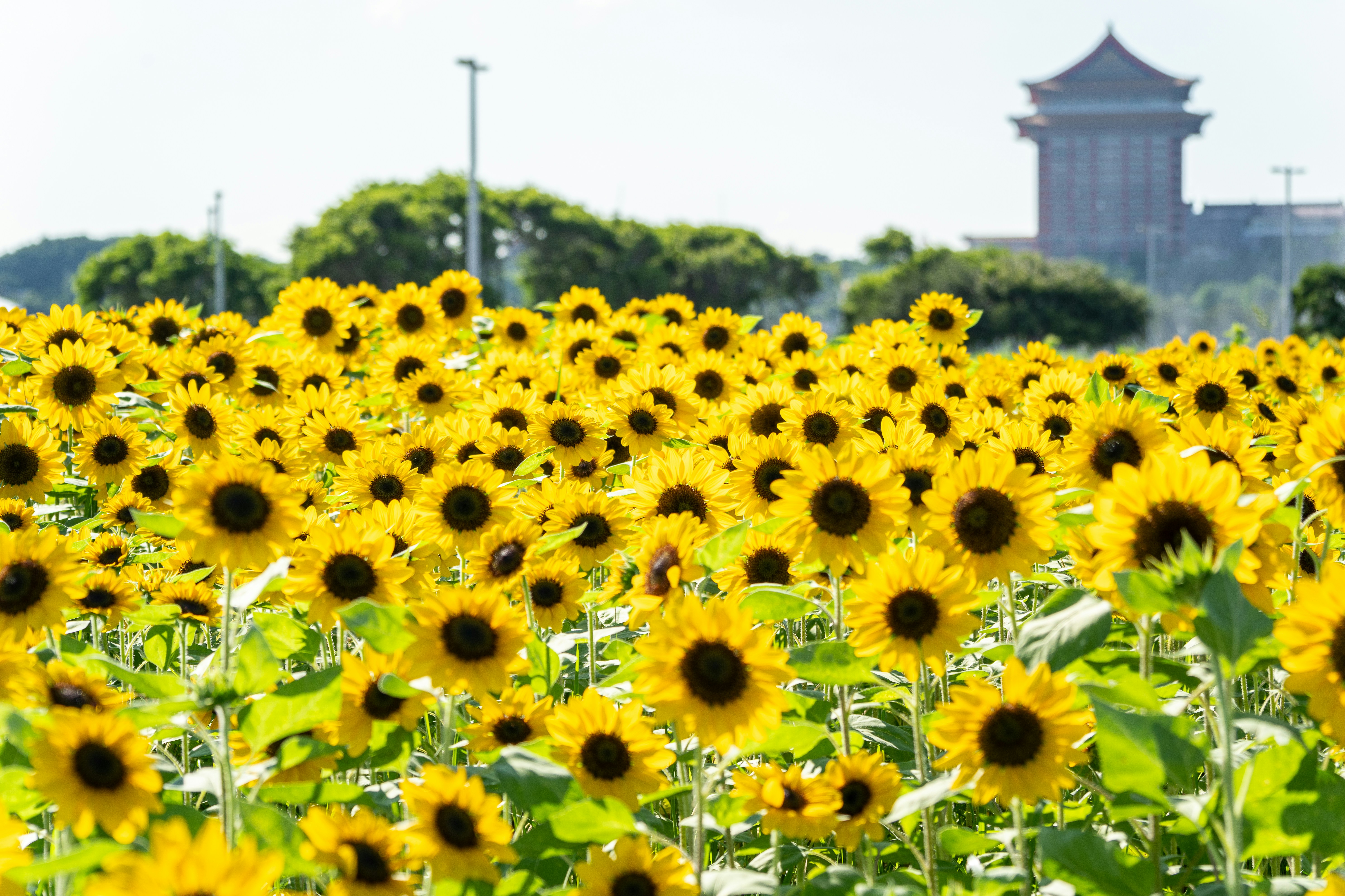 Golden Horizon: Sunflowers in Bloom