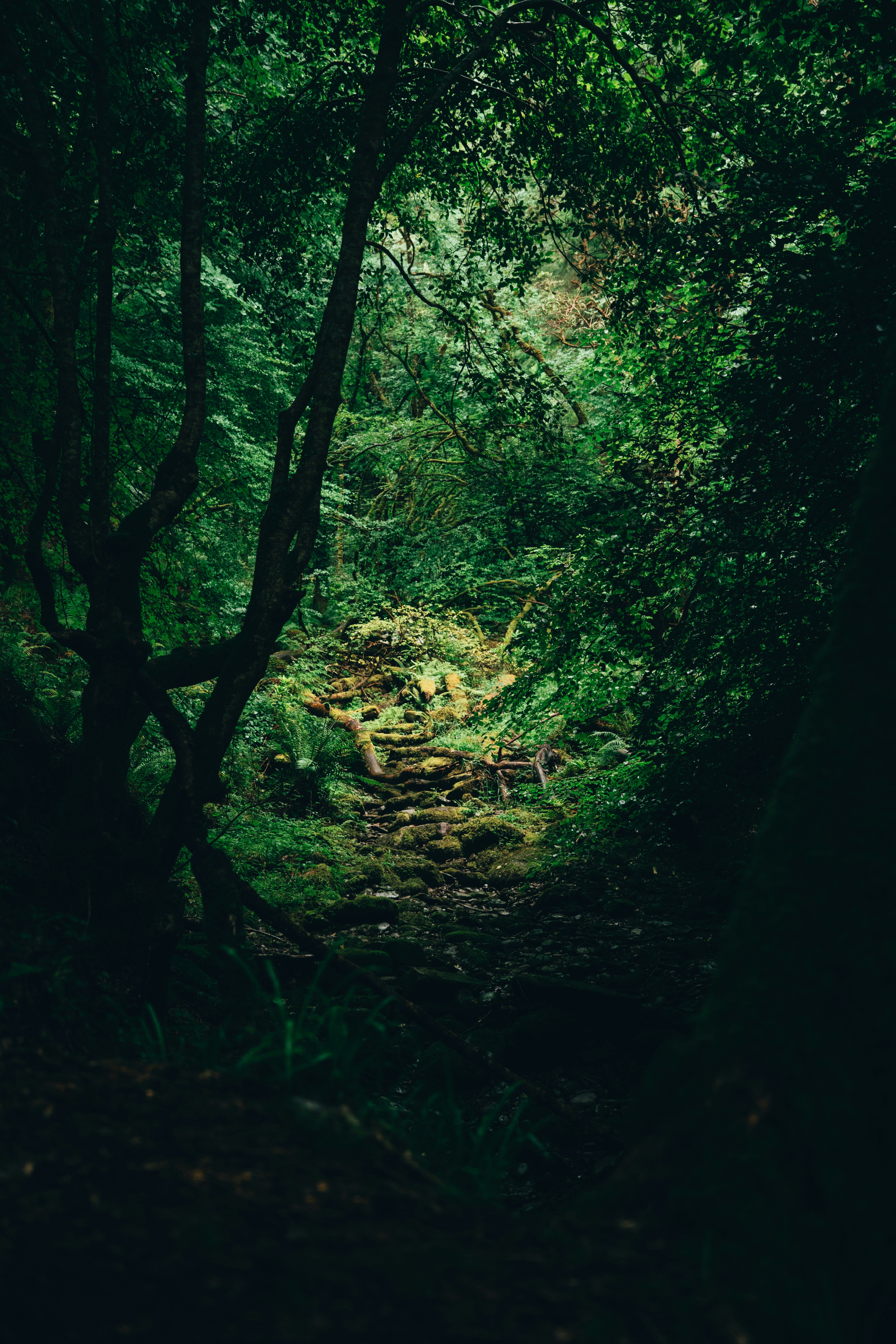 Mossy stone steps winding through a dark forest.