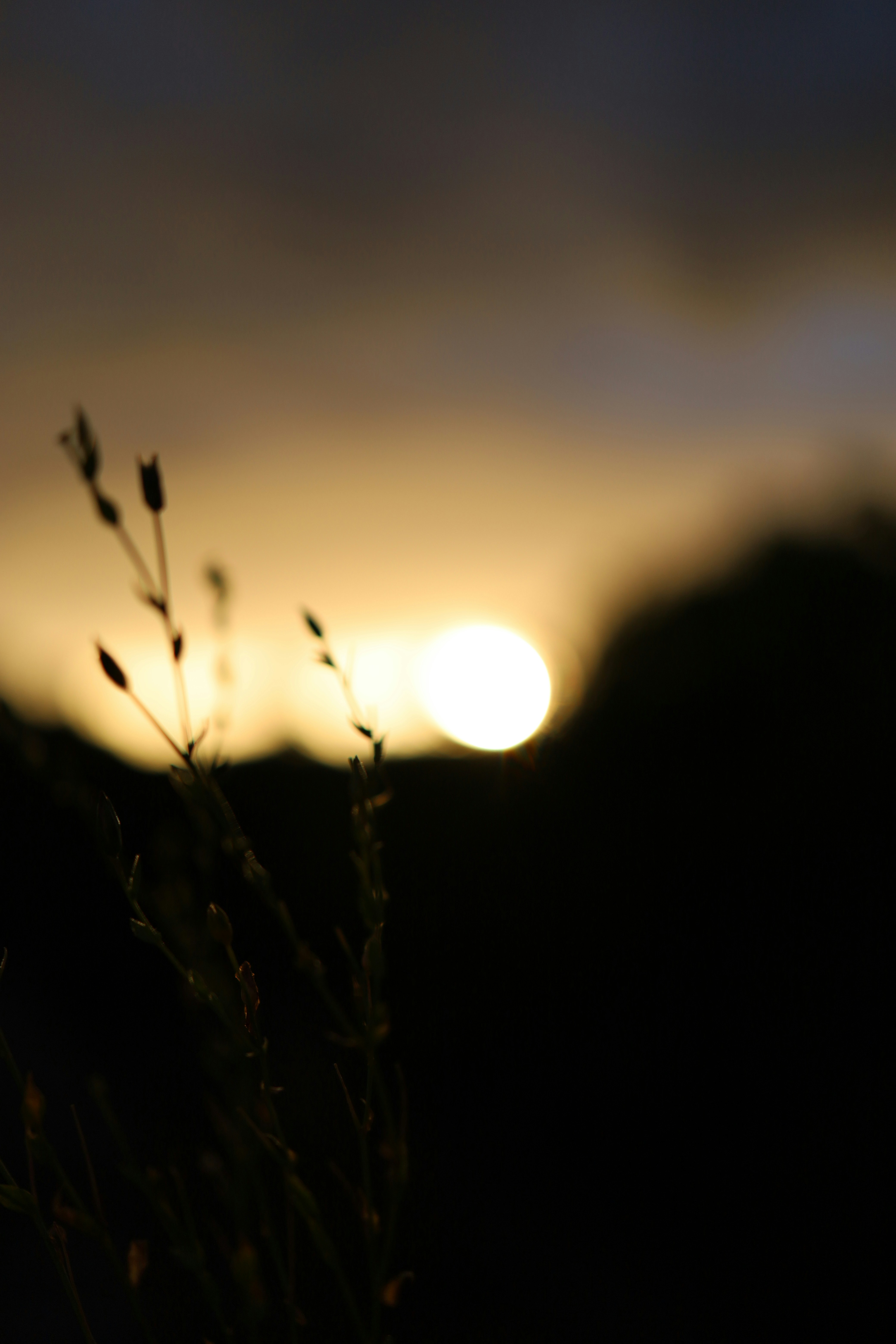 Whispers of Twilight: Nature's Embrace