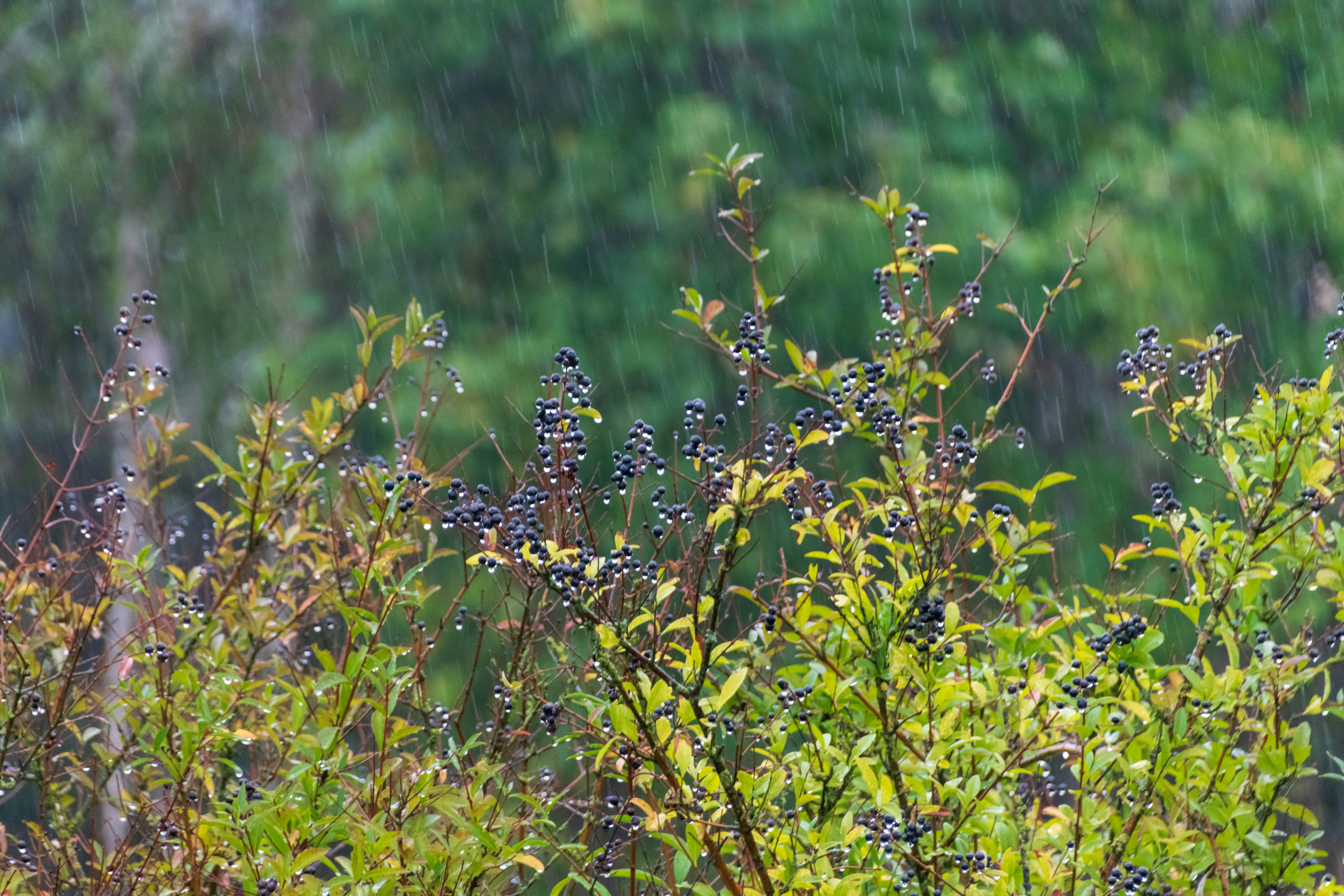 Rain-kissed Berry Cluster in a Verdant Understory
