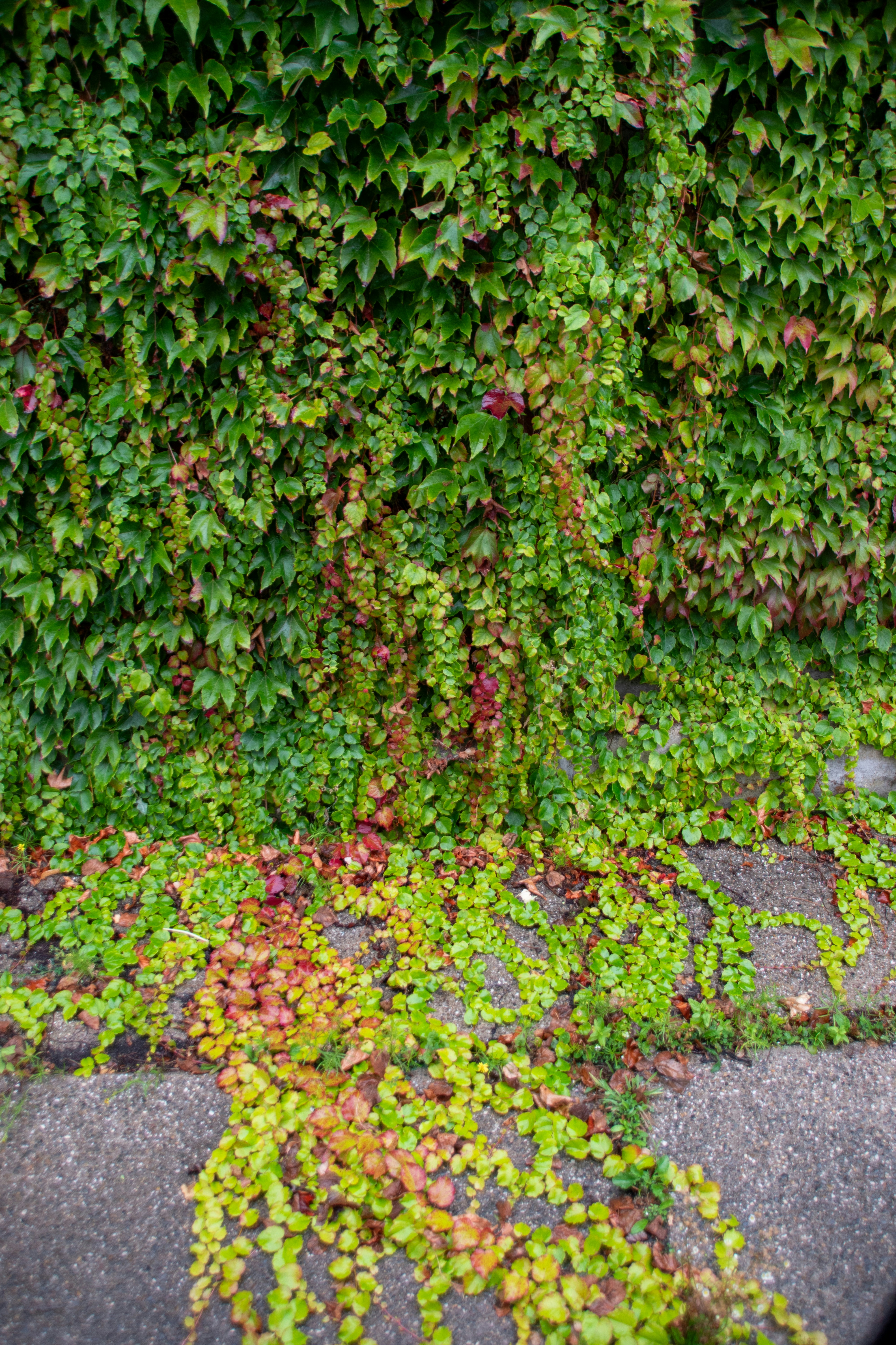 Nature's Tapestry: A Green Mosaic