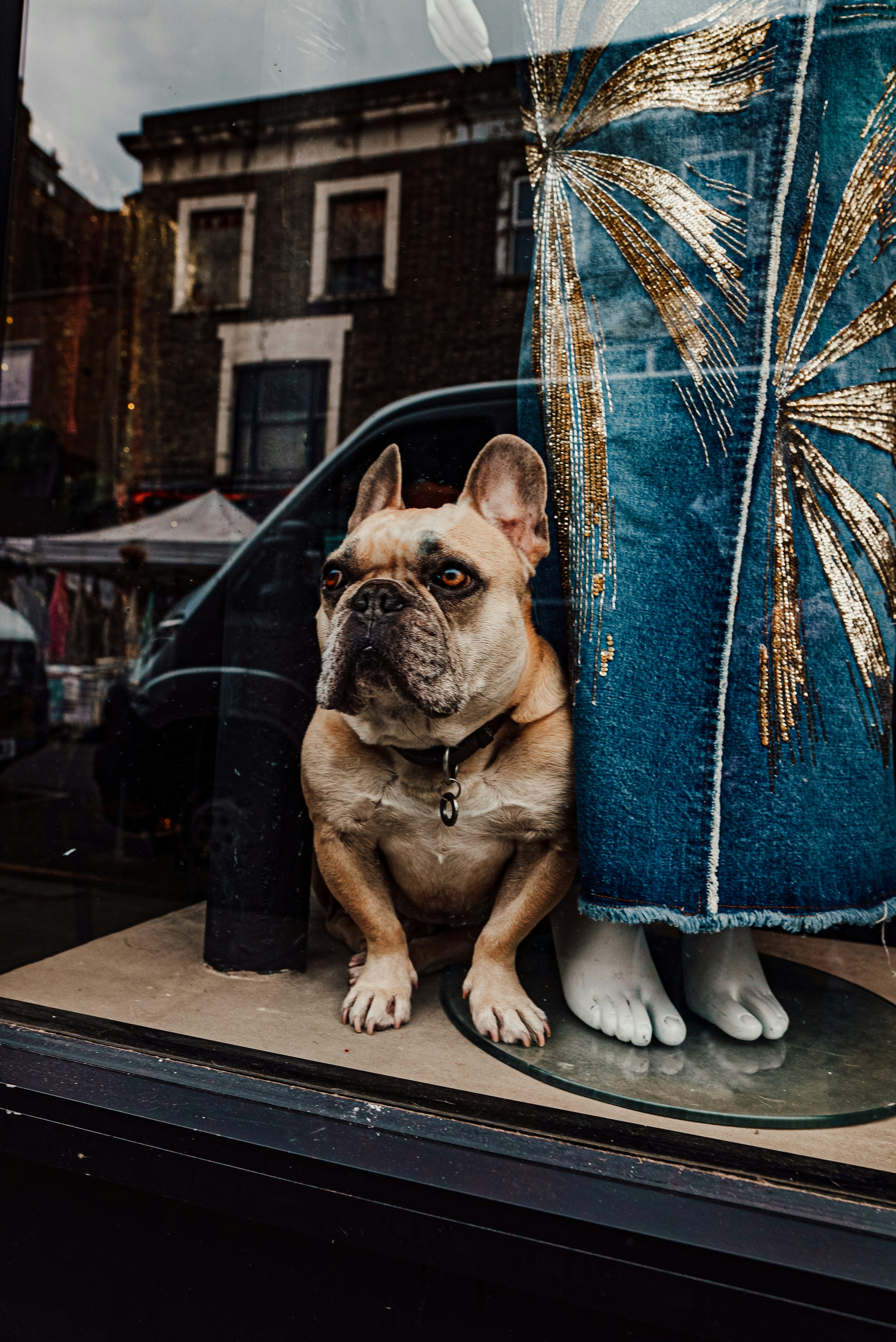 Glass-Window Sentinel: A French Bulldog beside a palm-patterned blue curtain in a shop display