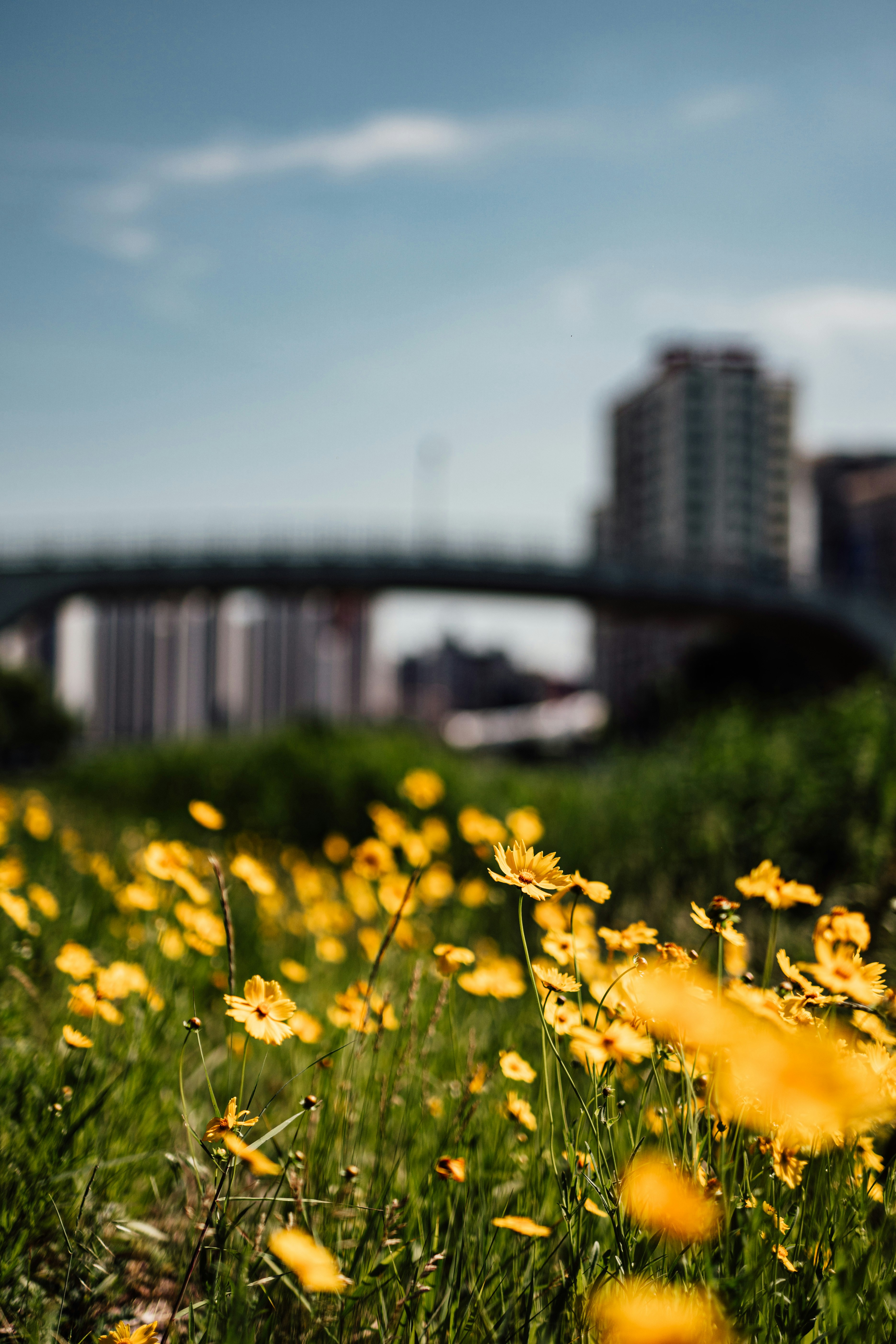 Urban Meadow: Nature's Resilience Amidst Concrete