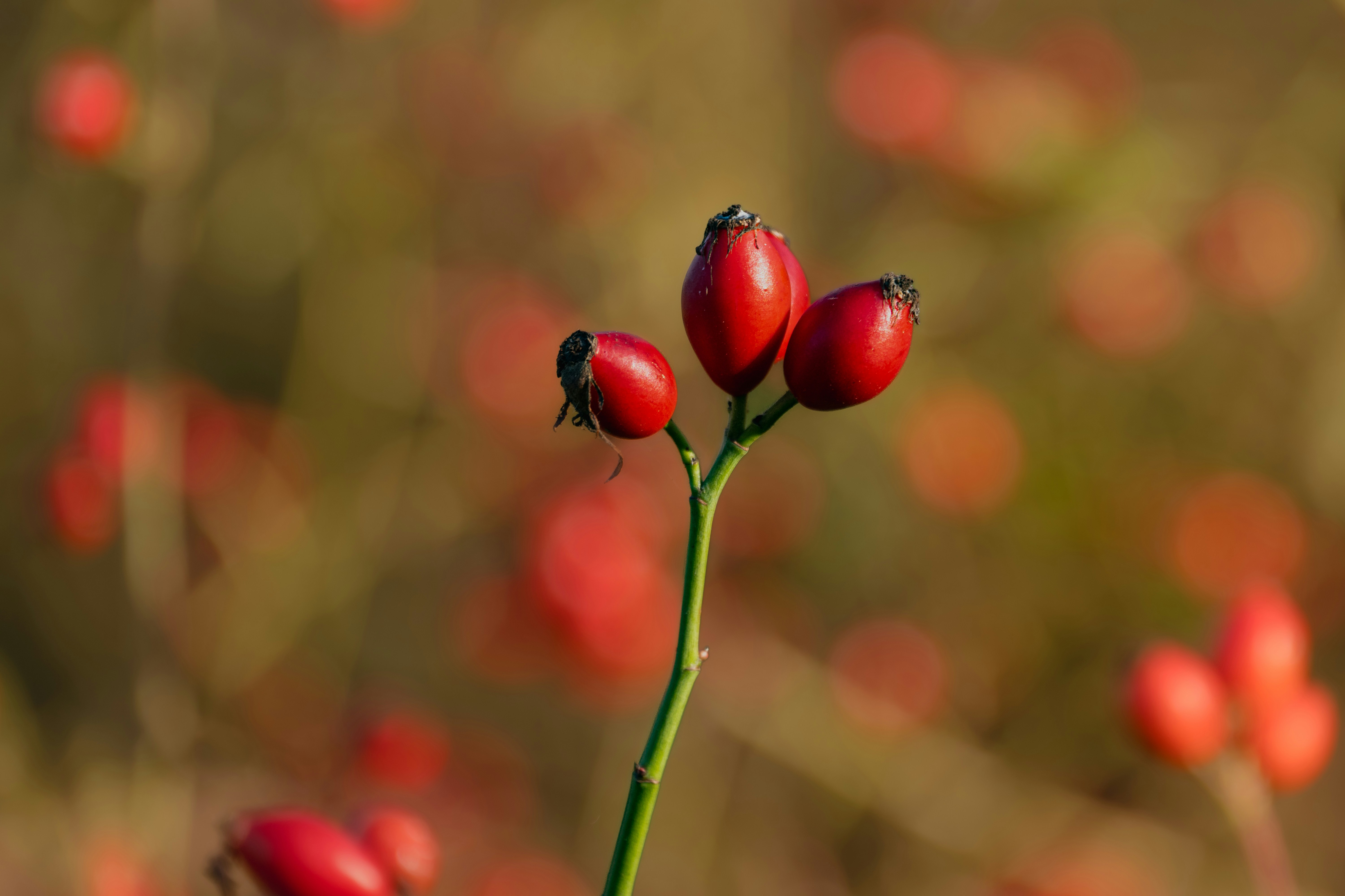 Close-up of three red rose hips on a stem.