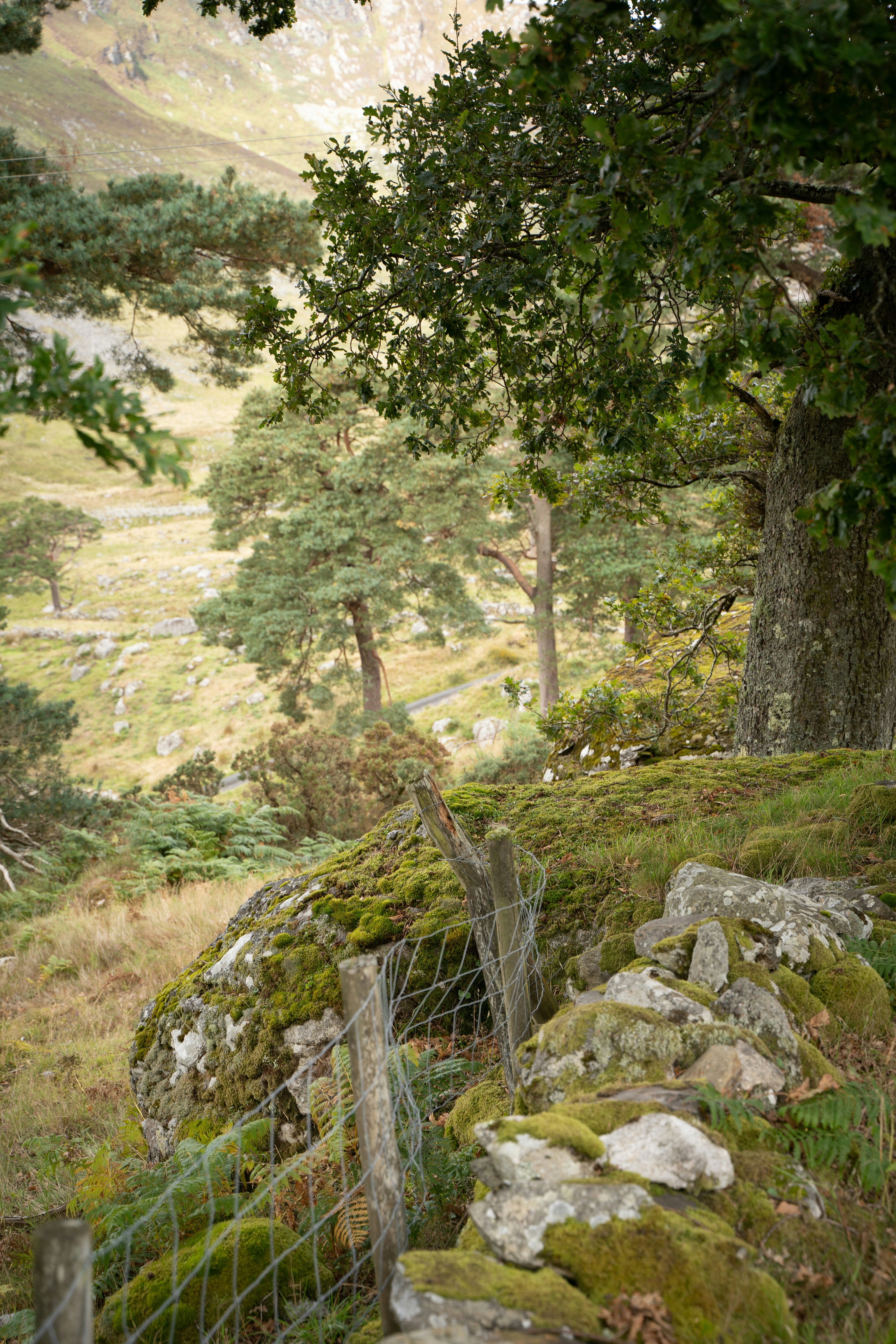Whispers of the Ancient Landscape