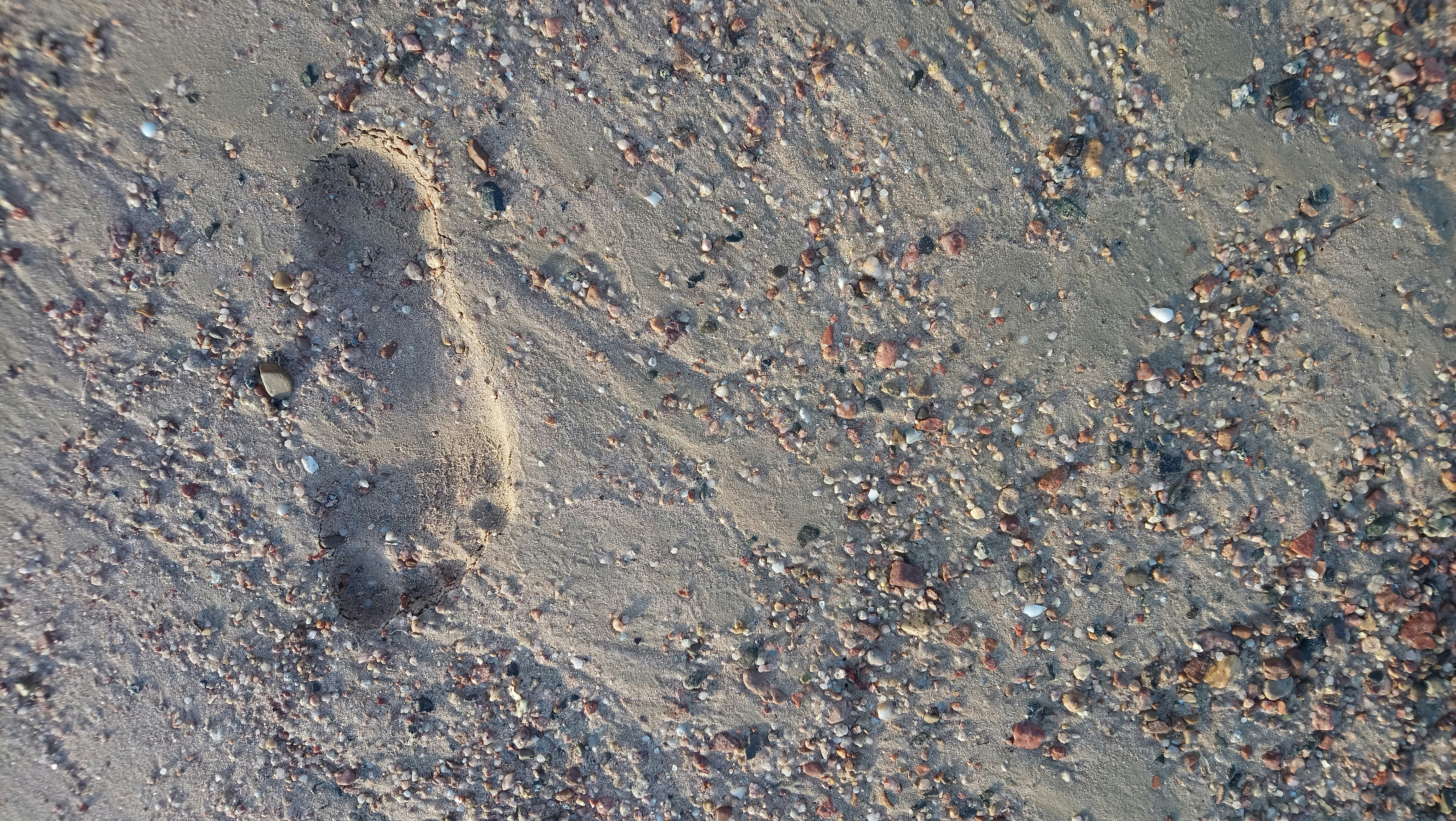 A solitary footprint etched into sandy terrain, surrounded by scattered pebbles and grains. The scene captures a moment of passage across the beach.