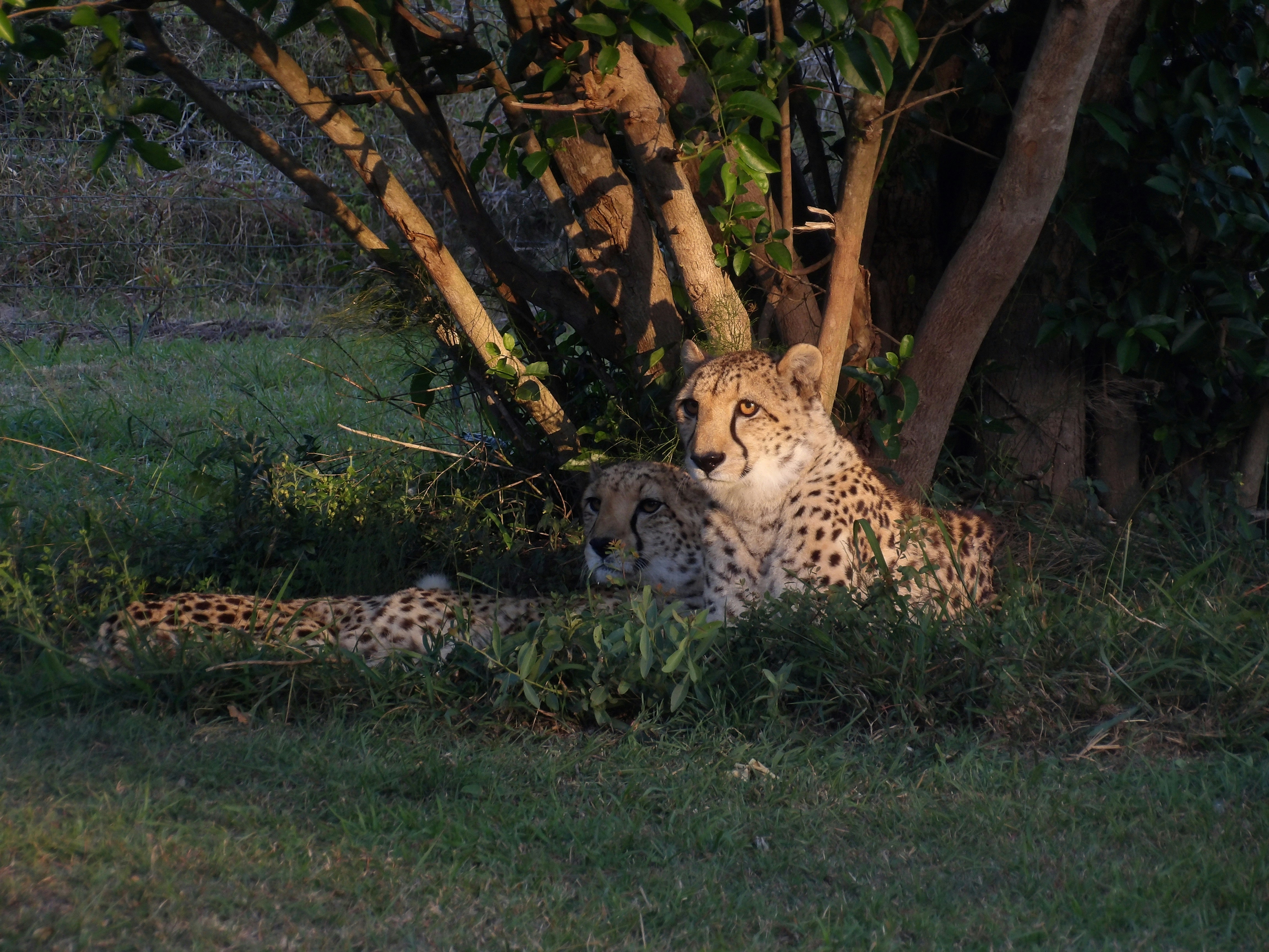 Two cheetahs resting under a tree in grass.