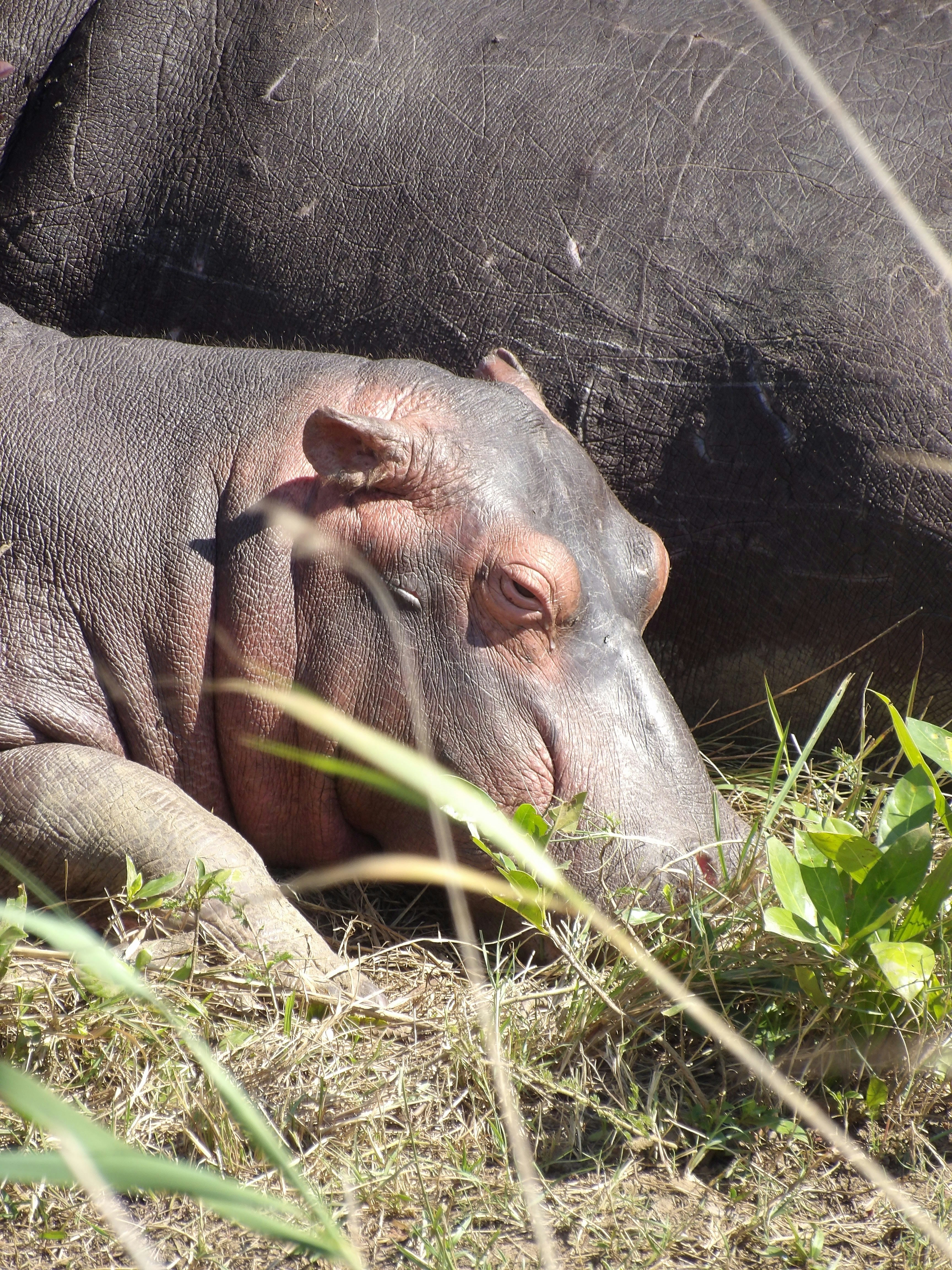 Photo by Giorgio Scavalli with Kodak PIXPRO AZ528