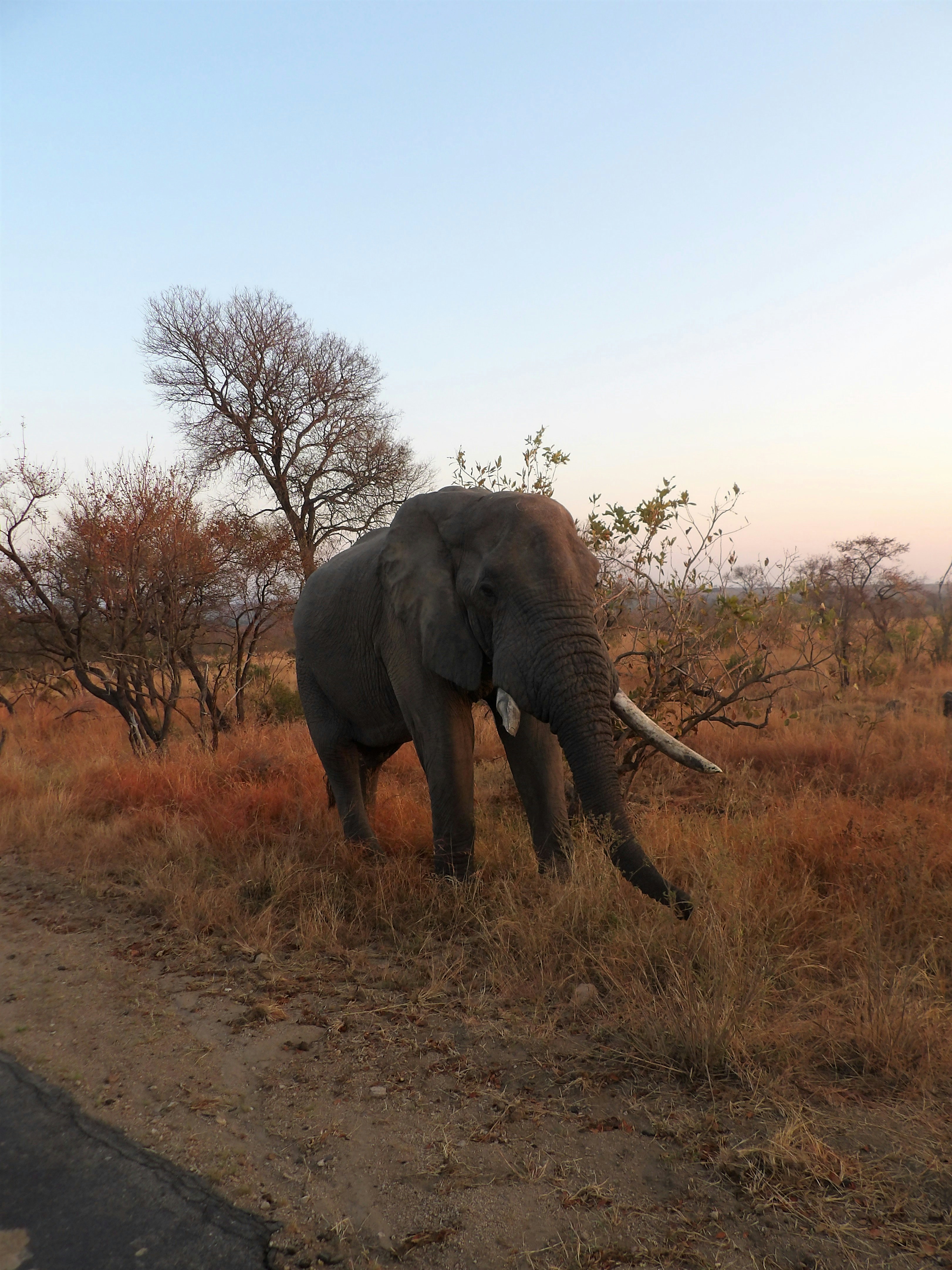 Dusk Sentinel by the Dusty Road: Elephant on the African Savanna