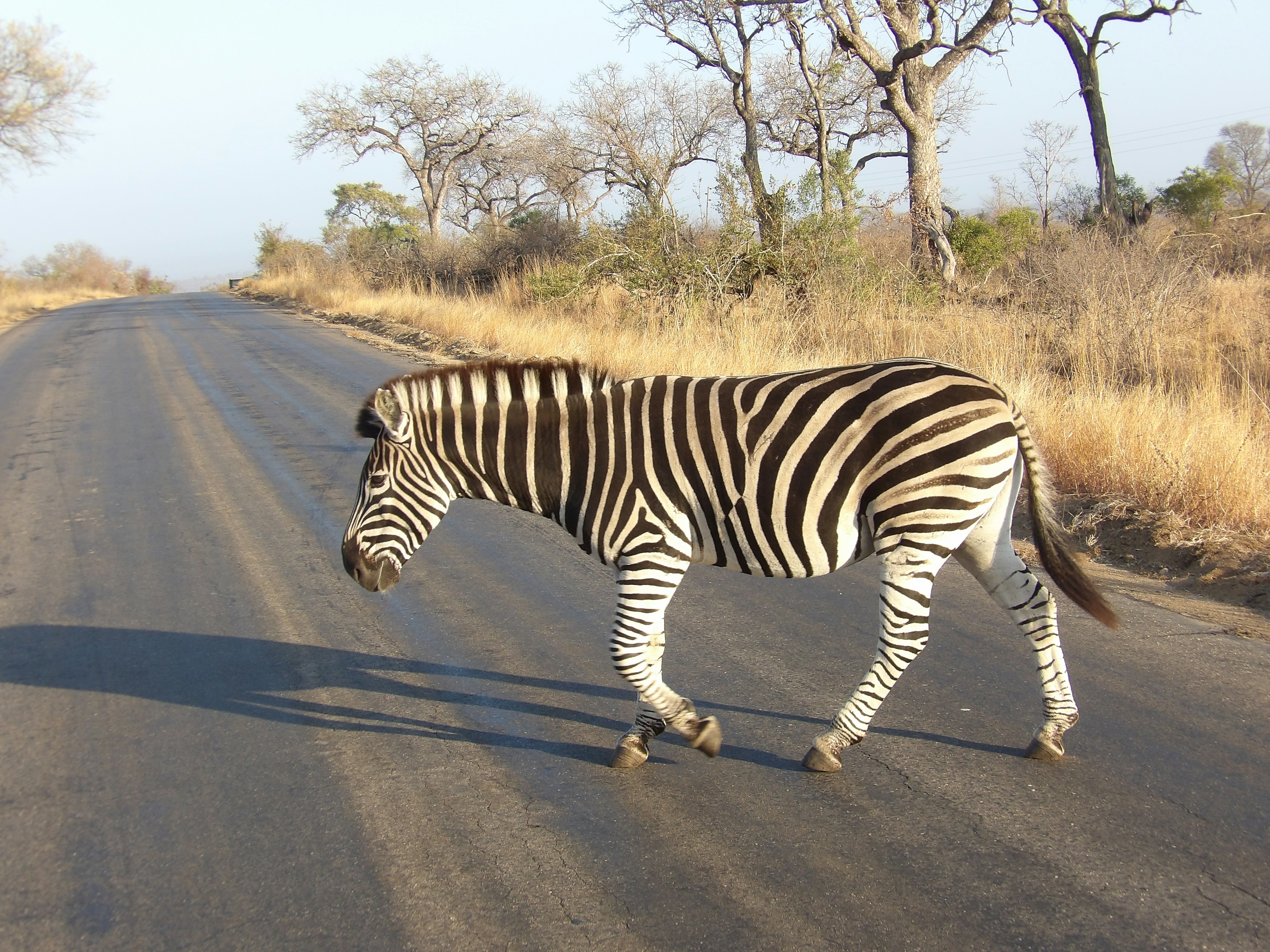 A zebra walks leisurely along a sunlit road, surrounded by dry grass and sparse trees, embodying the tranquility of its natural habitat.