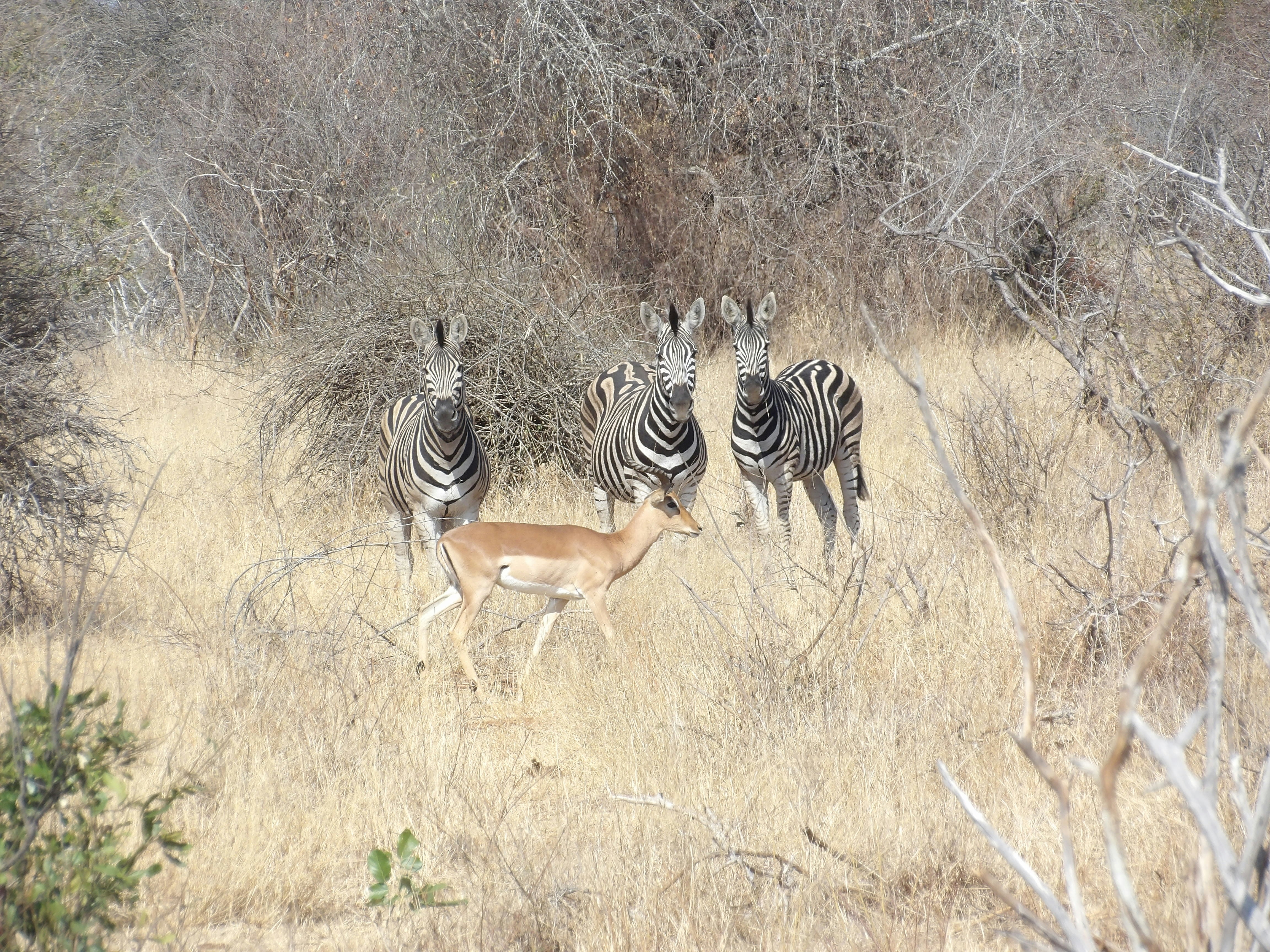 Four zebras and an impala in dry grassland.